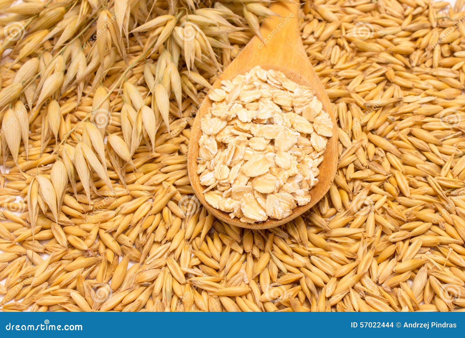 Grain oats and oatmeal stock photo. Image of green, natural - 57022444