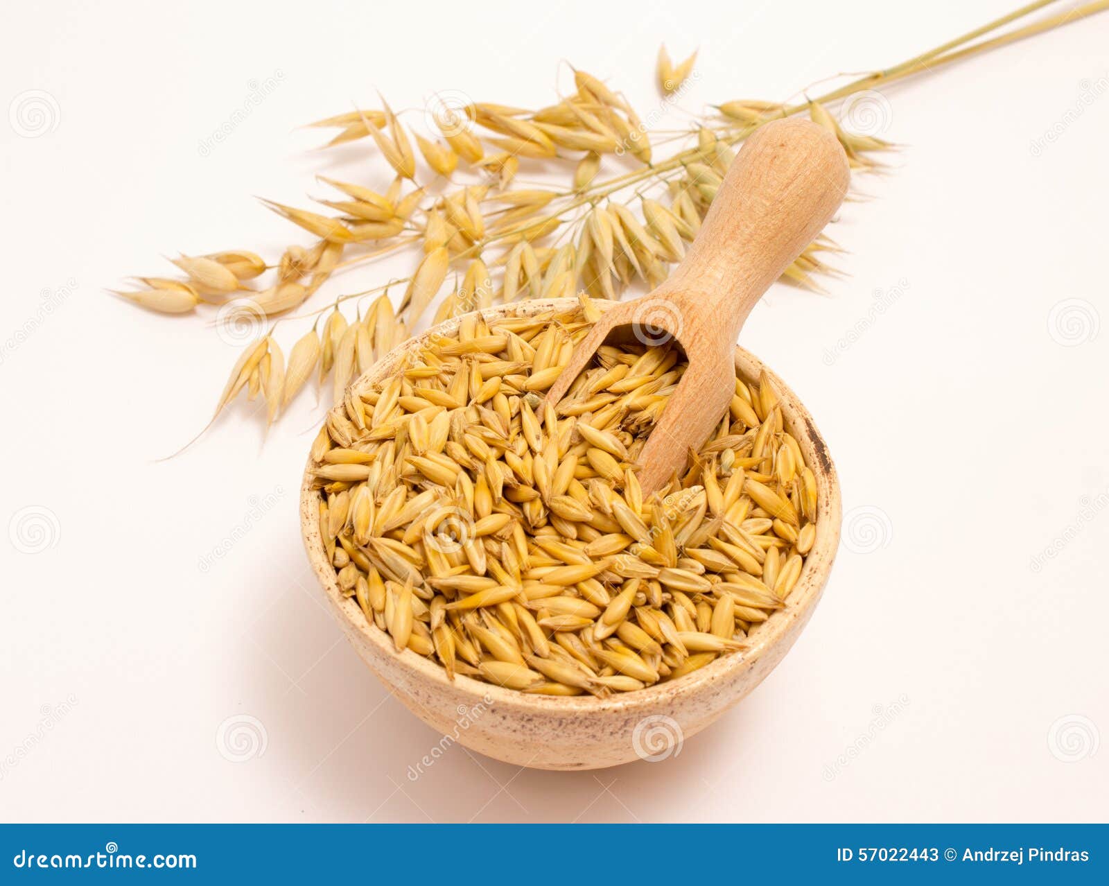 Grain oats and oatmeal stock image. Image of nature, green - 57022443