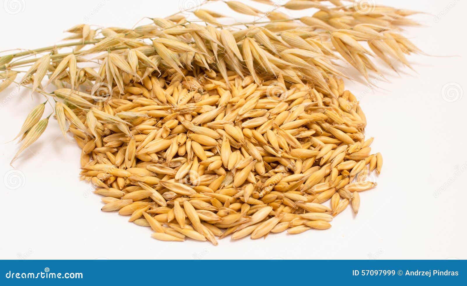 Grain oats and oatmeal stock image. Image of growth, rustic - 57097999