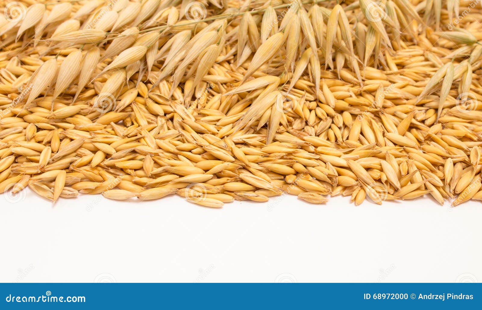 Grain oats and oatmeal stock photo. Image of isolated - 68972000