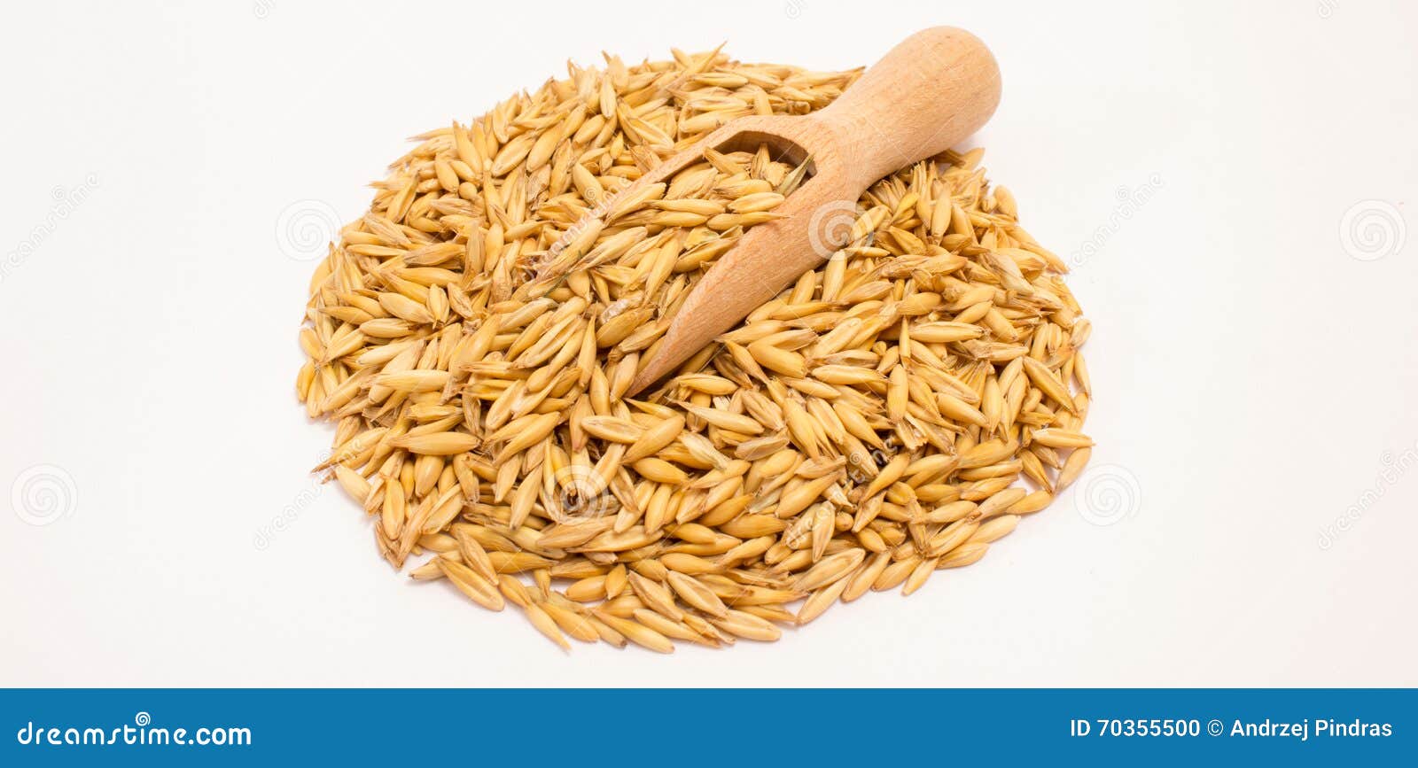 Grain oats and oatmeal stock photo. Image of vegetarian - 70355500