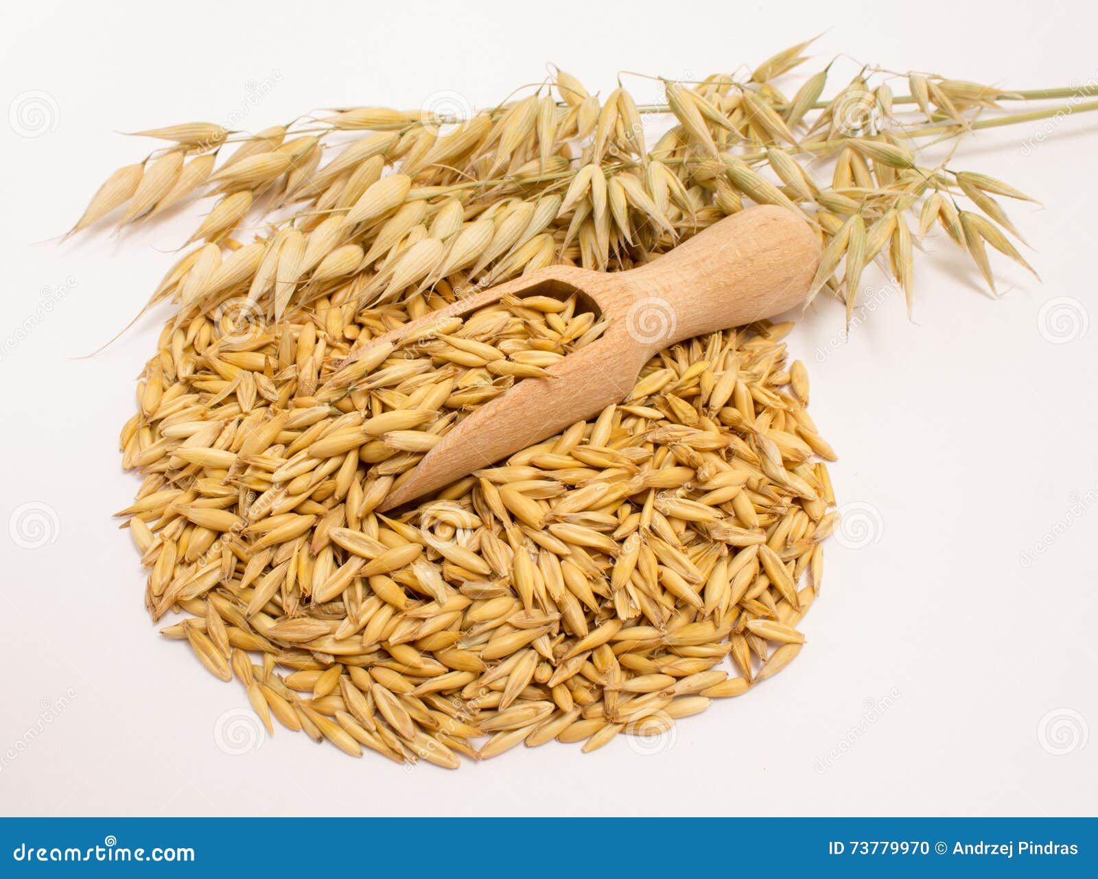 Grain oats and oatmeal stock photo. Image of nature, rustic - 73779970