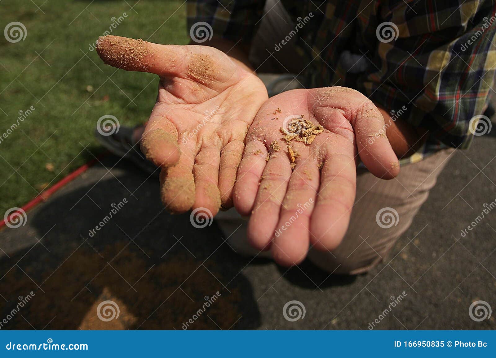 Grain in the palm stock image. Image of season, produce - 166950835