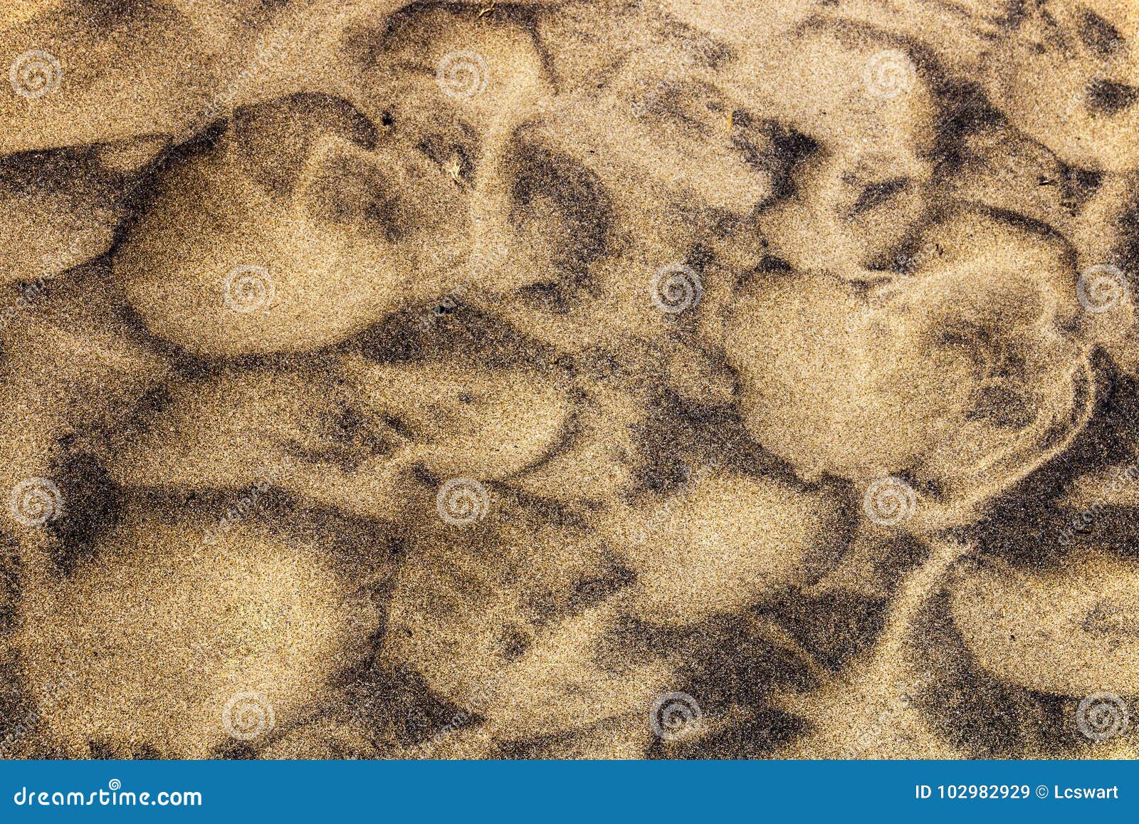 Grain Patterns and Textures on Beach Sand Stock Image - Image of desert ...