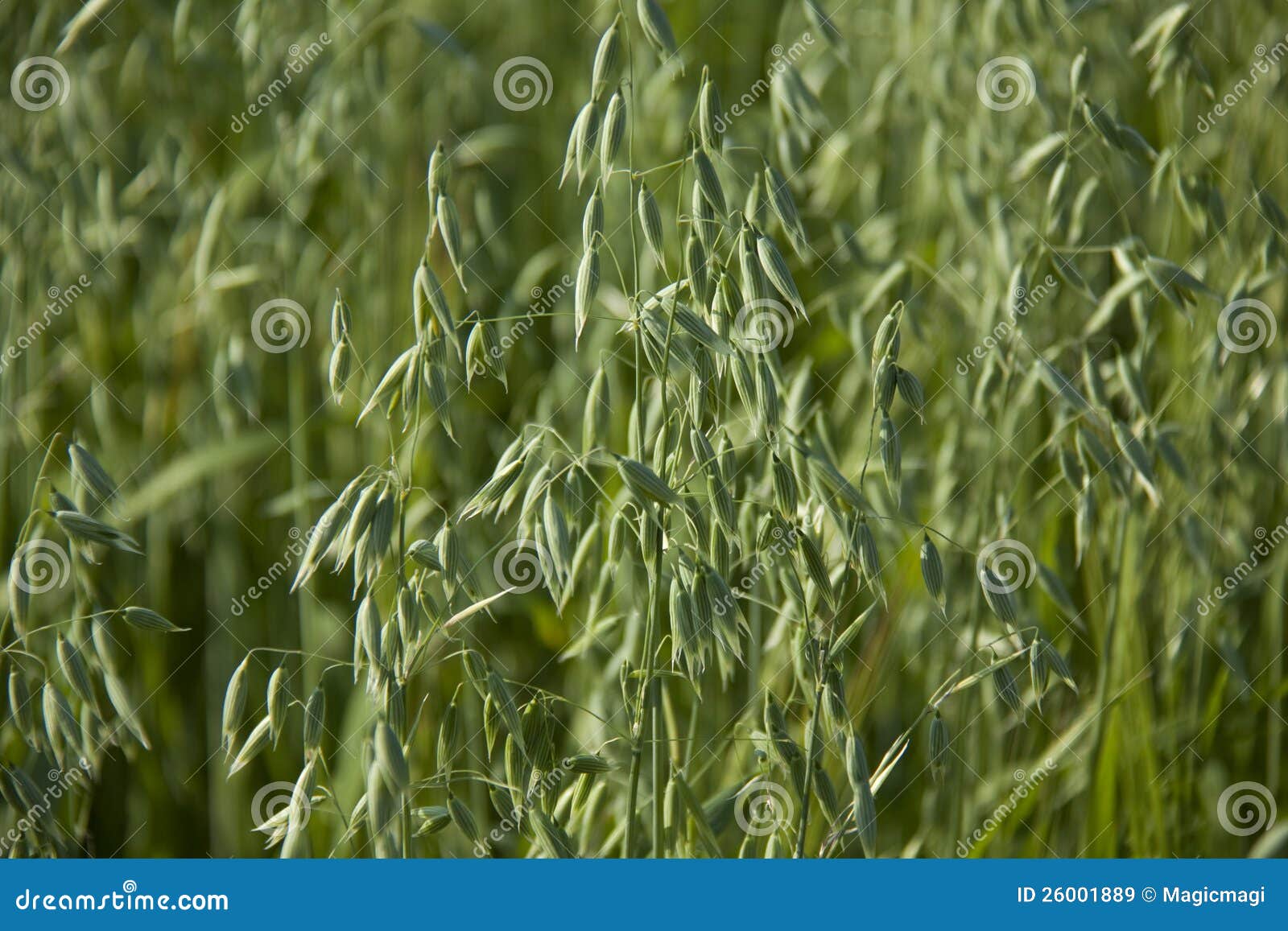 Grain plants. Oat stock image. Image of field, seed, food - 26001889