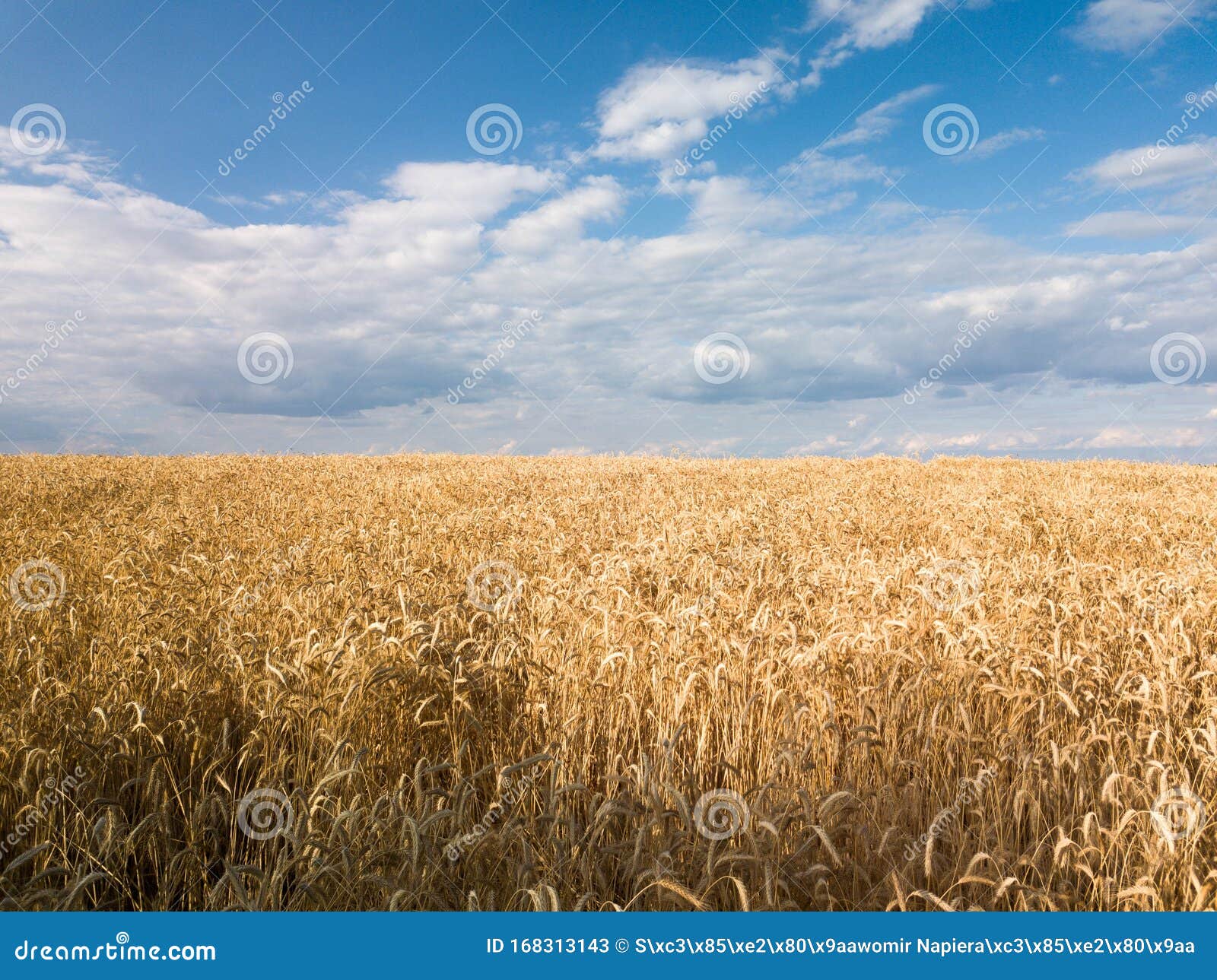 Grain in Poland stock image. Image of wheat, grains - 168313143
