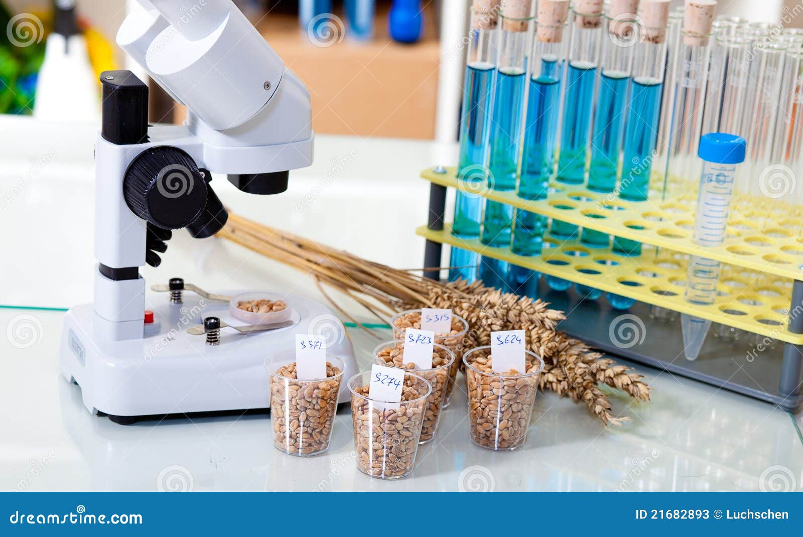 Grain Quality stock image. Image of research, organic - 21682893
