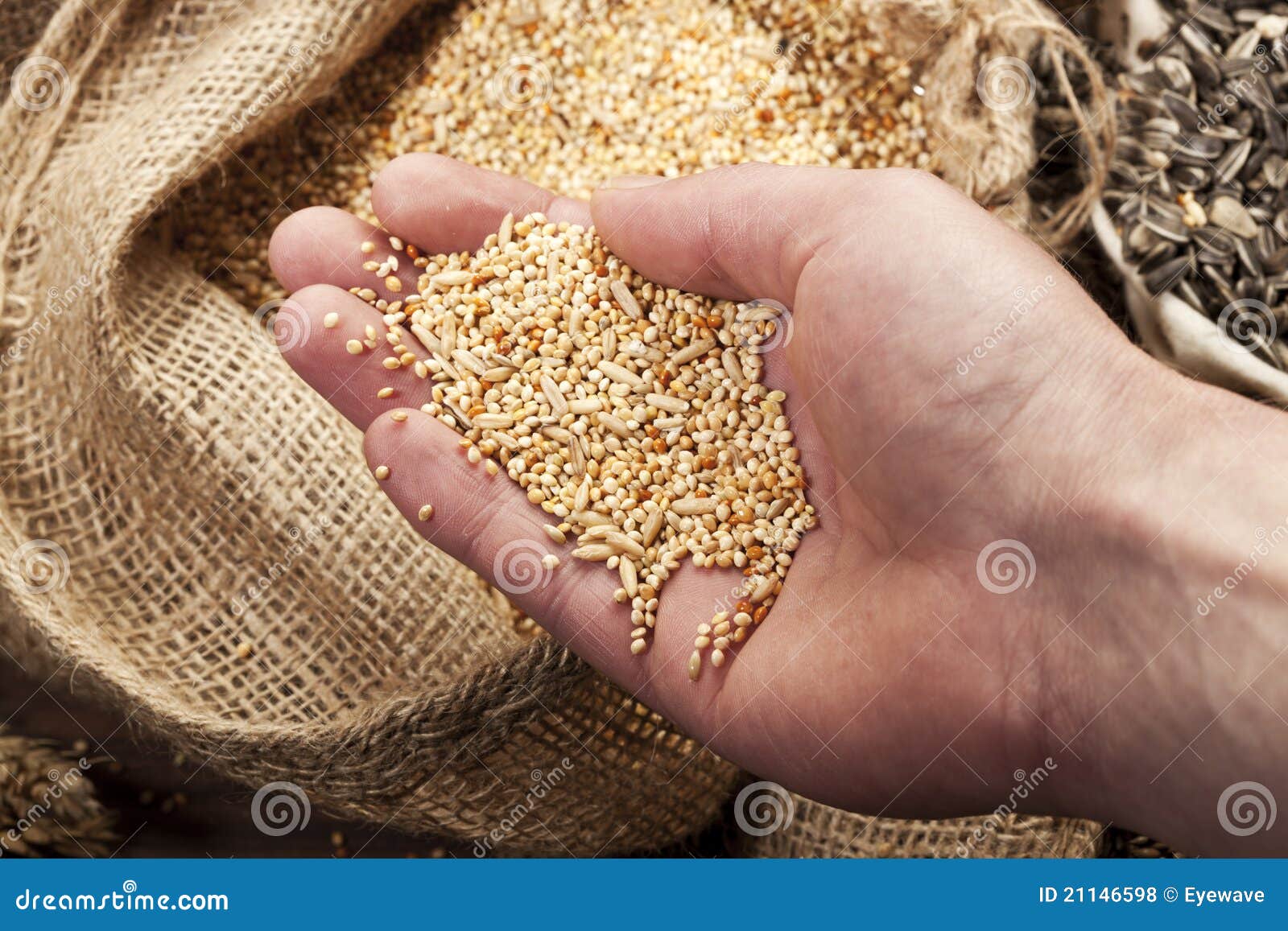 Grain quality control stock photo. Image of organic, food - 21146598