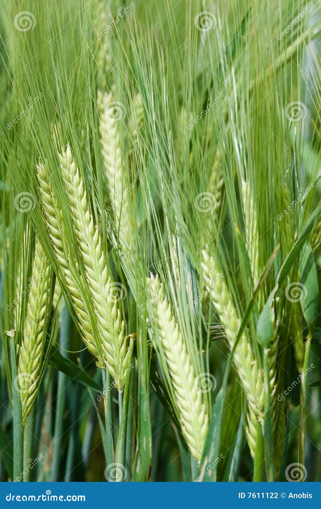 Grain Ready for Harvest Growing in a Farm Field Stock Photo - Image of ...