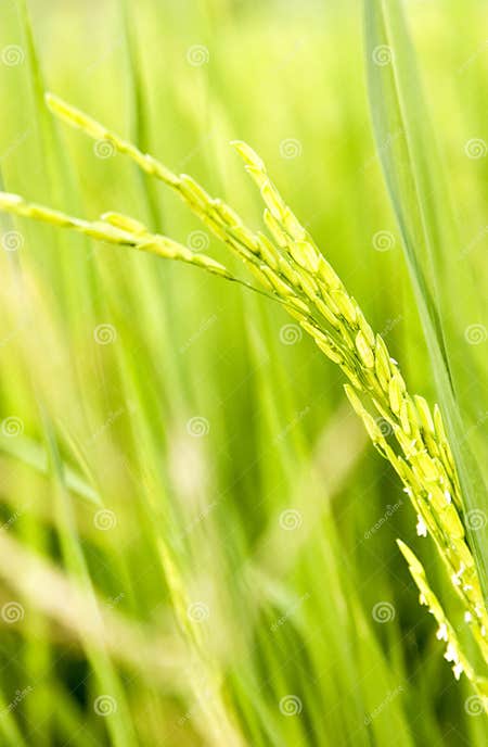 Grain of rice stock image. Image of food, freshness, garden - 15012453
