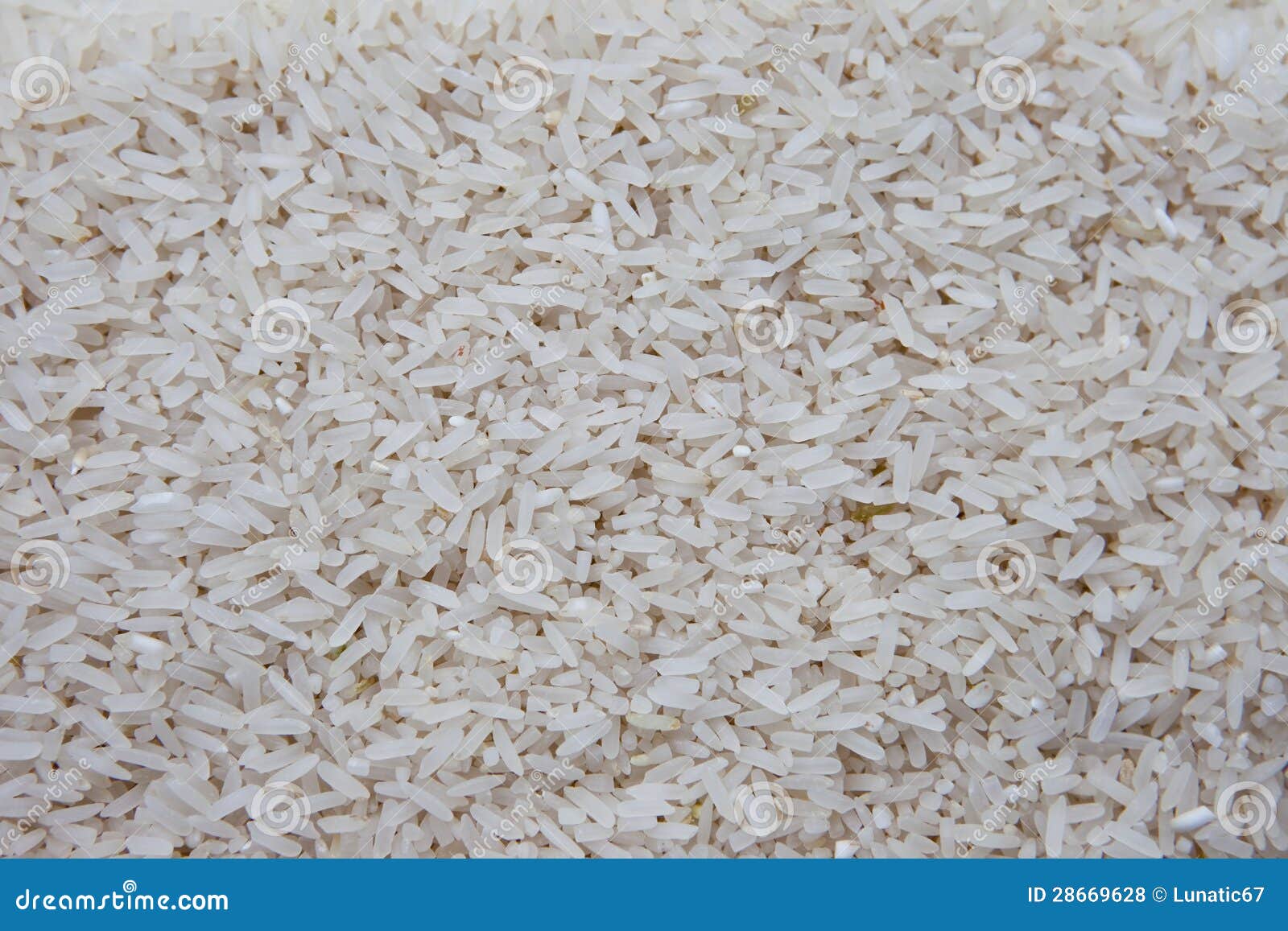 Grain of rice. stock photo. Image of dried, diet, gourmet - 28669628