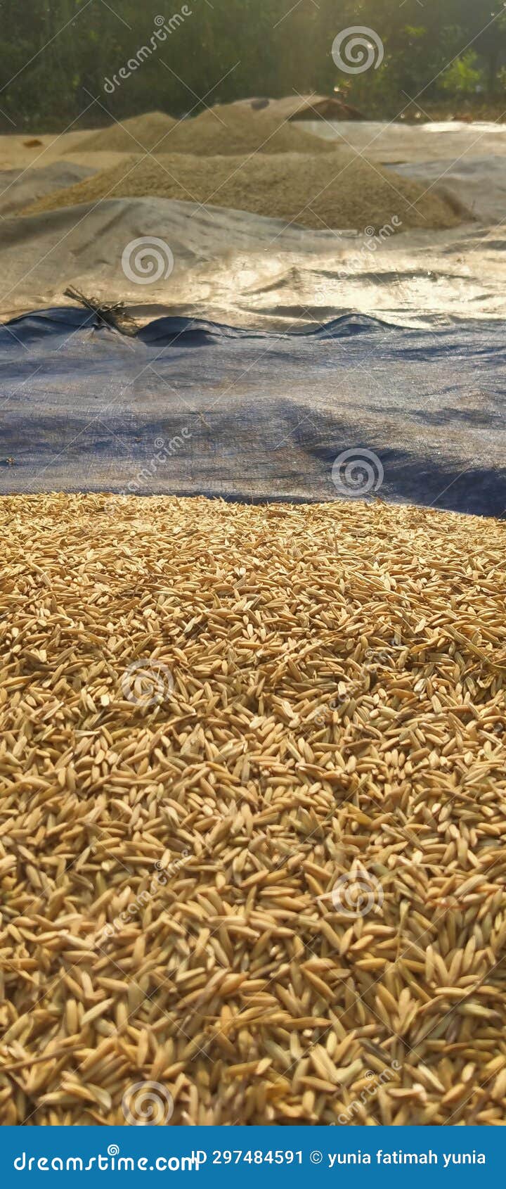 Grain or Rice that is Being Dried in the Sun after Being Harvested ...