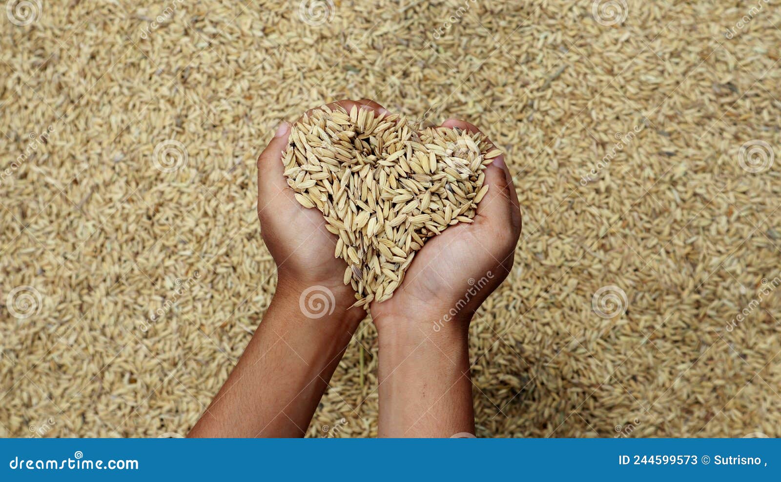 The Grain of Rice in the Hand Symbolizes Food Sustainability. Stock ...