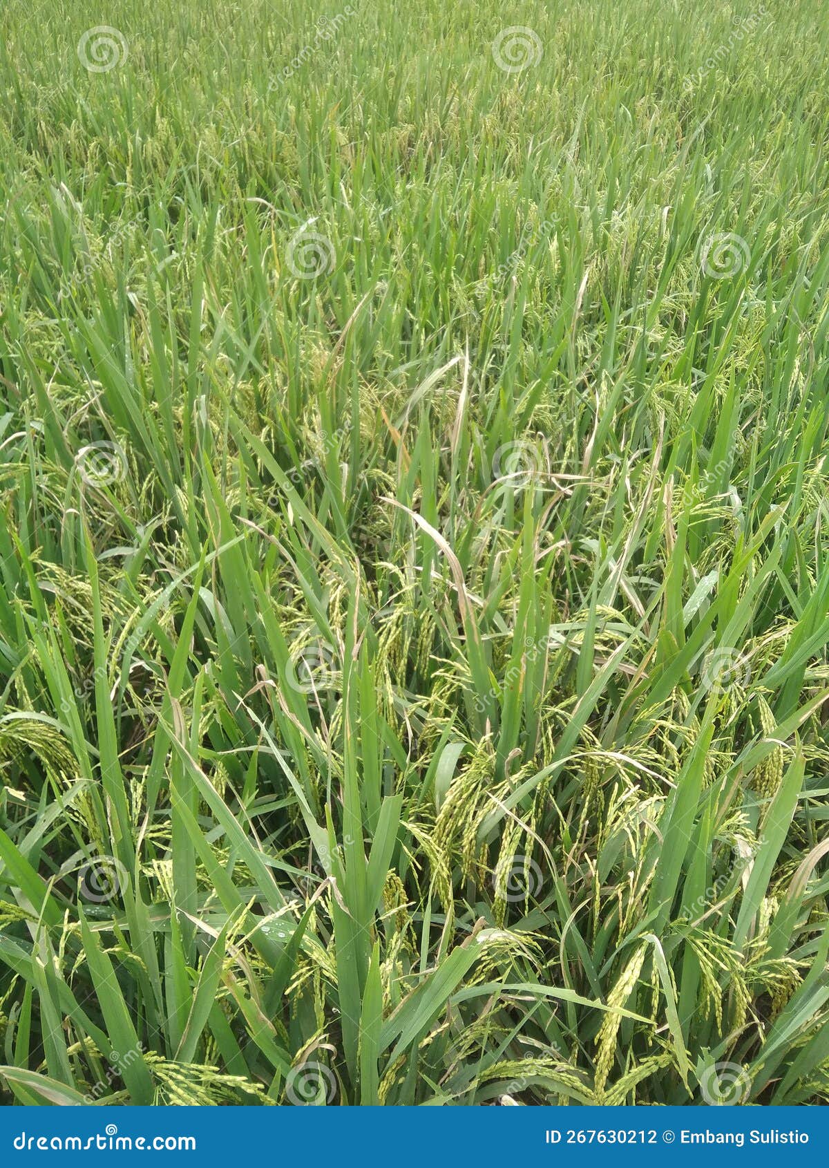 Grain of Rice in the Middle of a Paddy Field Stock Photo - Image of ...