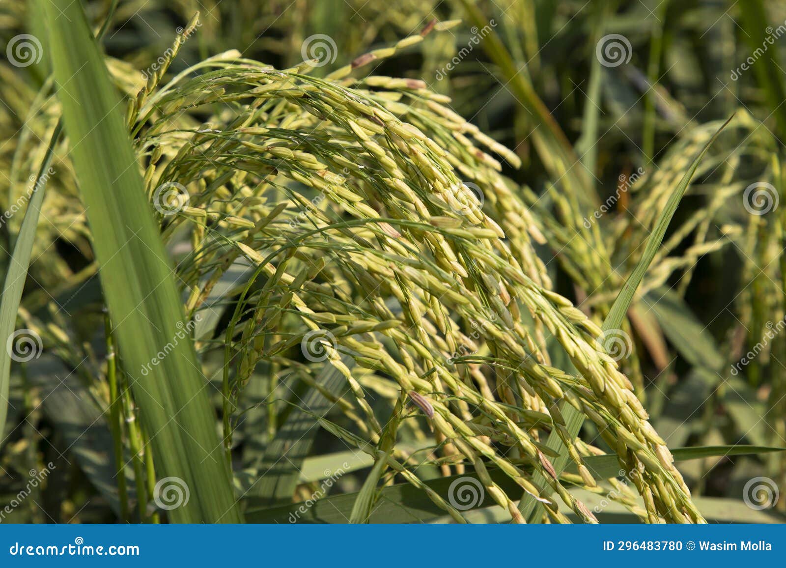 Grain Rice Spike Agriculture Field Landscape View Stock Photo - Image ...