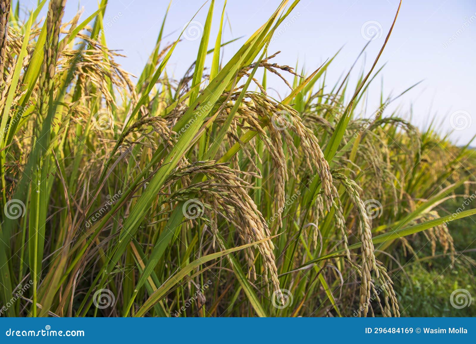 Grain Rice Spike Agriculture Field Landscape View Stock Image - Image ...