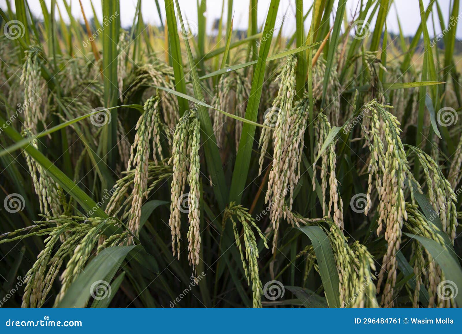 Grain Rice Spike Agriculture Field Landscape View Stock Image - Image ...