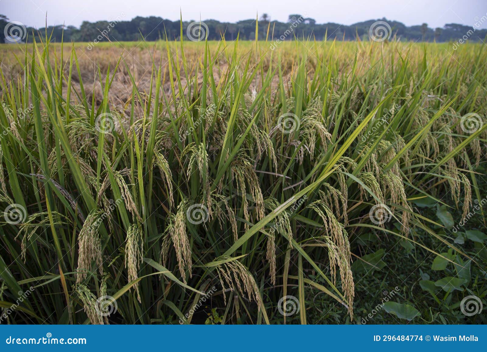 Grain Rice Spike Agriculture Field Landscape View Stock Photo - Image ...