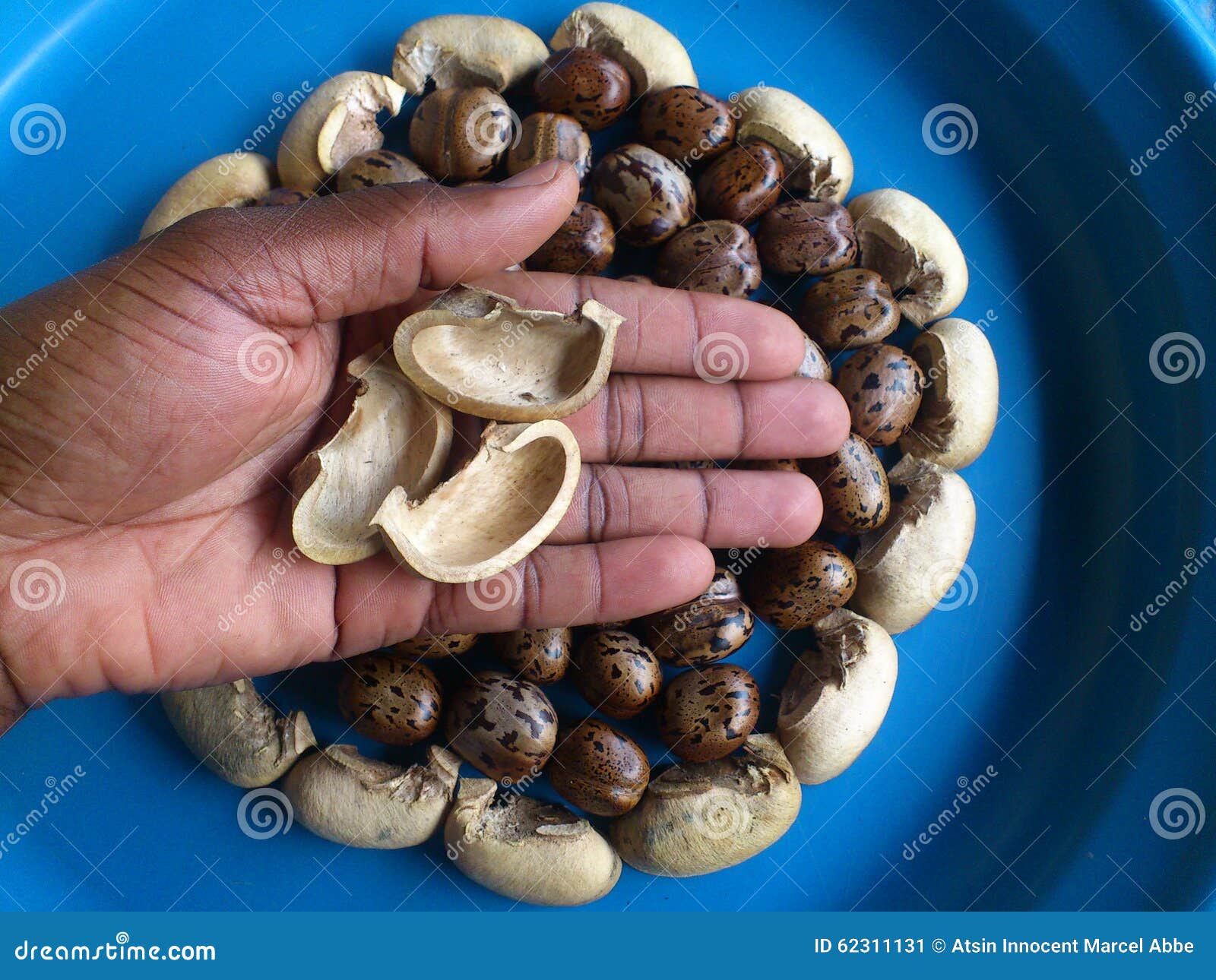 GRAIN of RUBBER in a PLATE stock image. Image of shell - 62311131