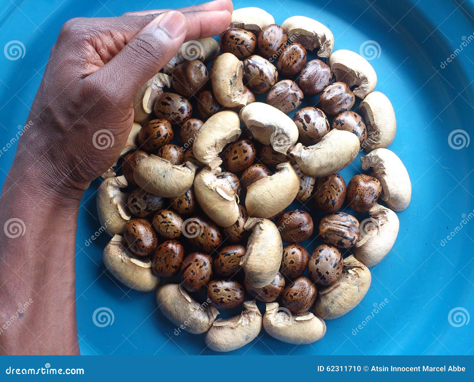GRAIN of RUBBER in a PLATE stock photo. Image of four - 62311710