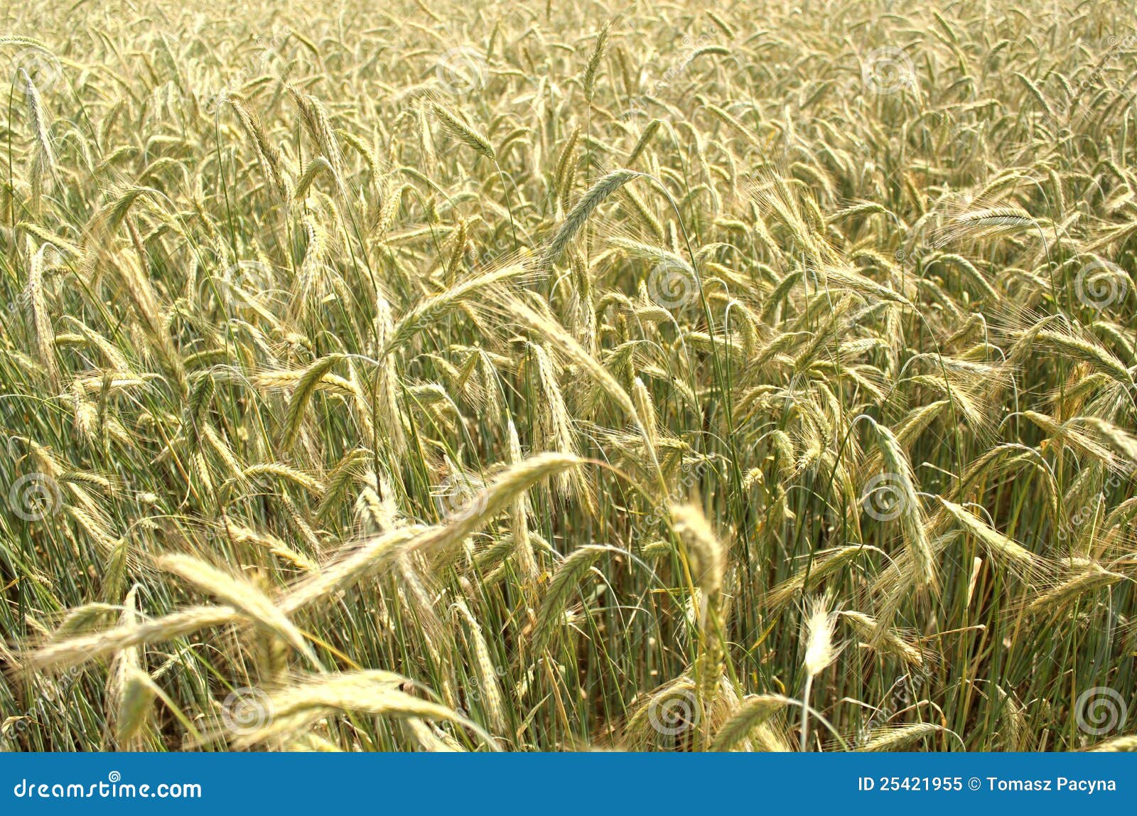 Grain Rye Wheat Field Background Stock Image - Image of farming, beauty ...