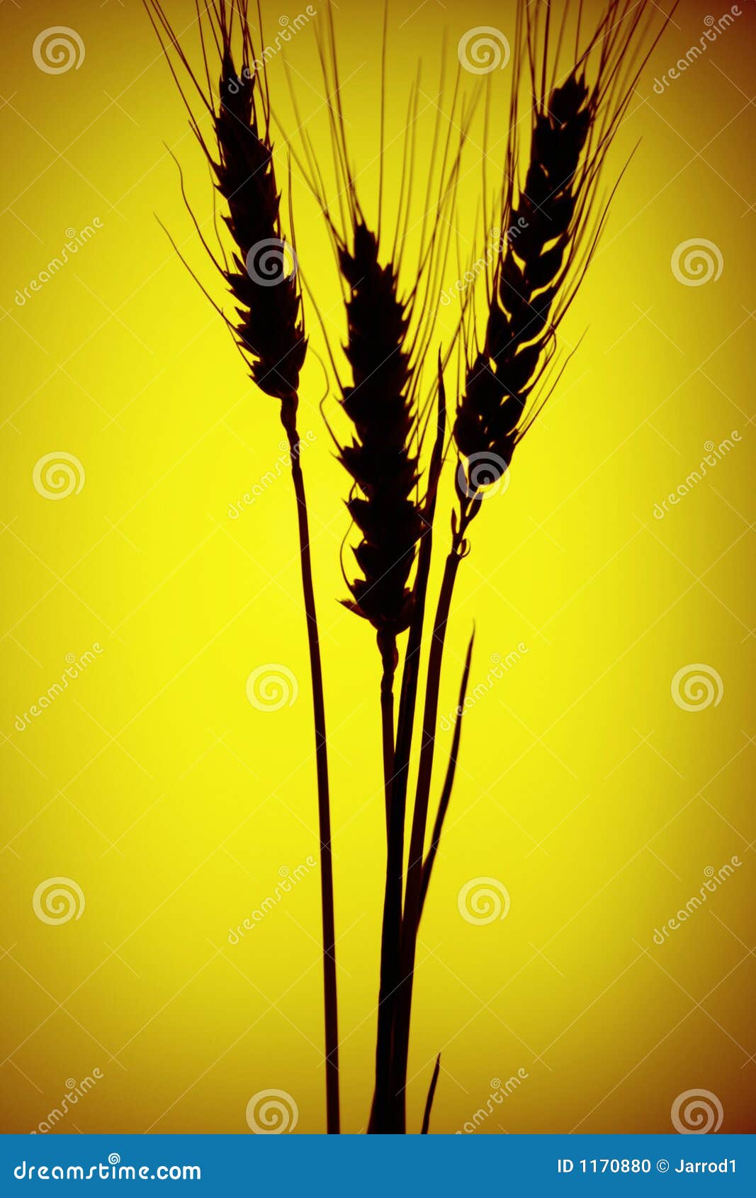 Grain silhouette stock photo. Image of country, wheat - 1170880
