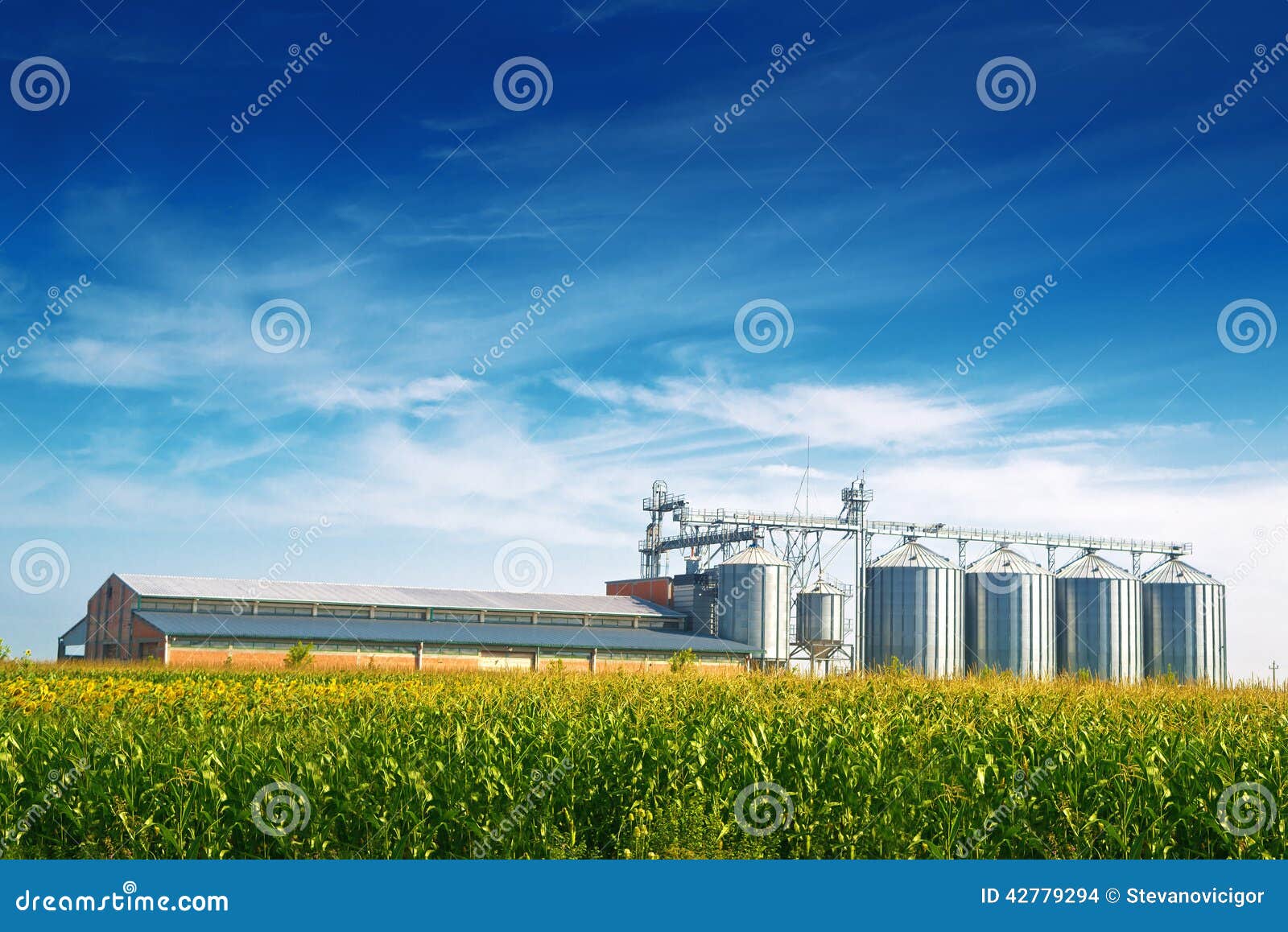 Grain Silos in Corn Field stock photo. Image of storage - 42779294