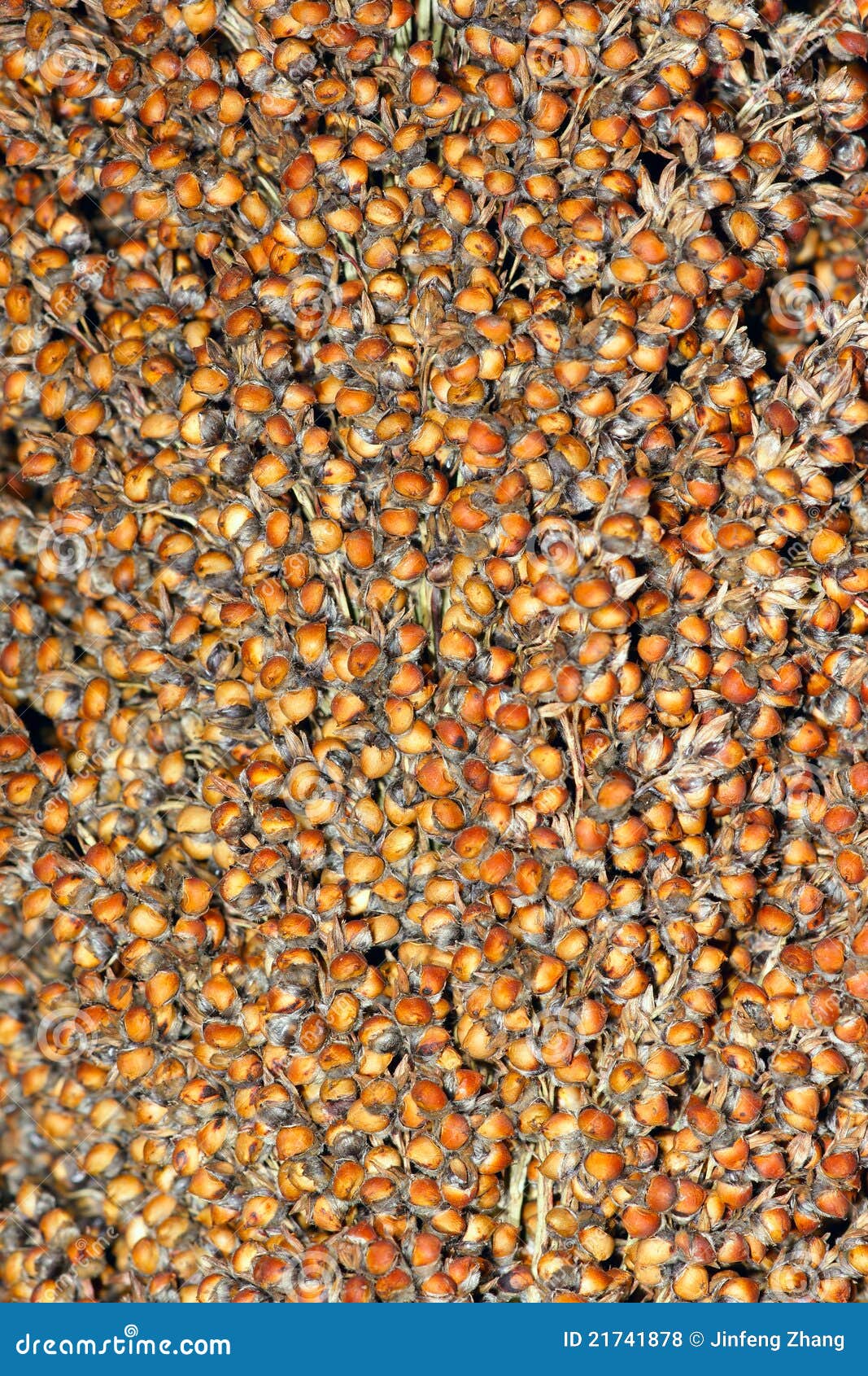 Grain sorghum stock photo. Image of ears, macro, durra - 21741878