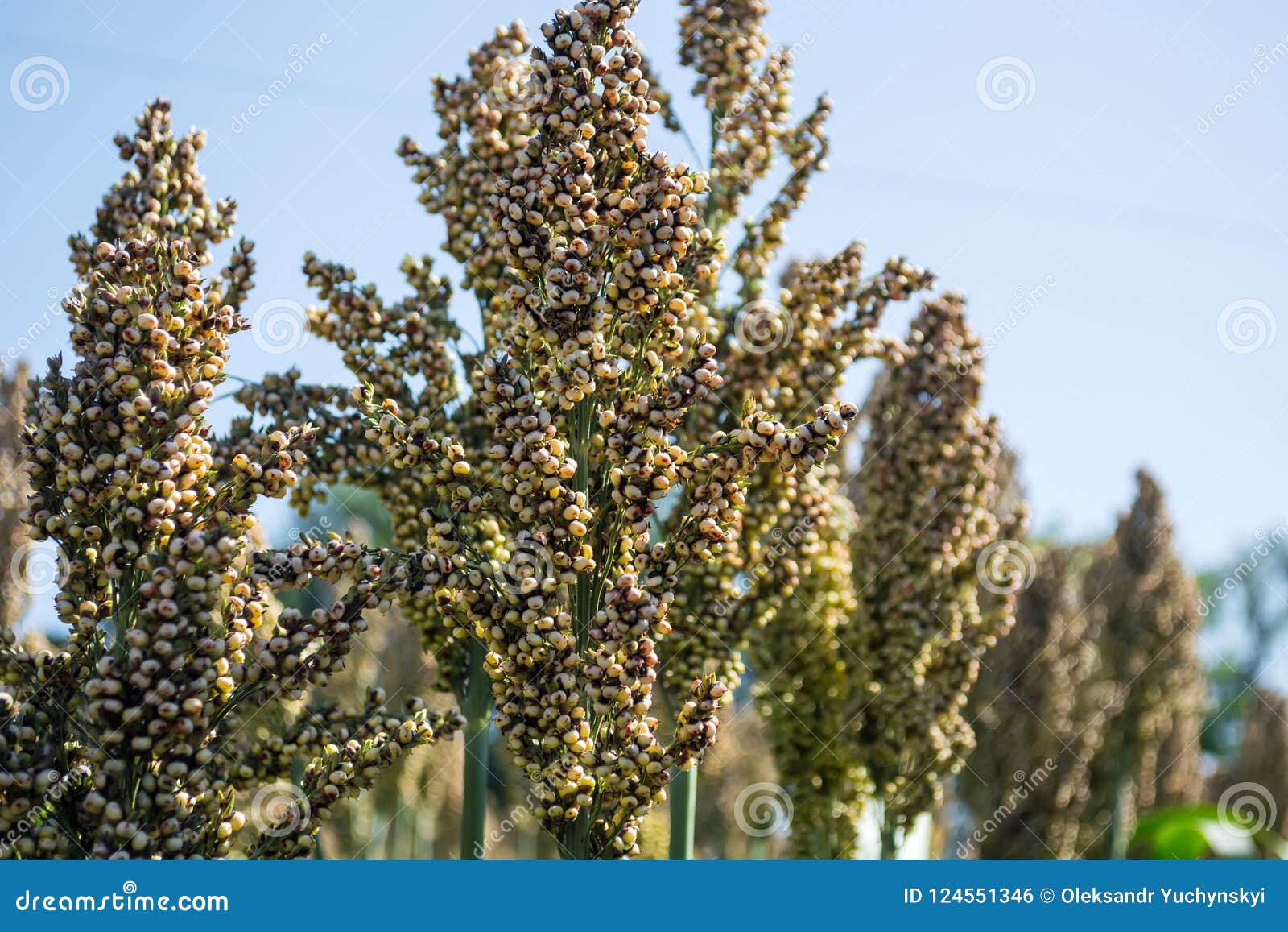 Grain Sorghum on Plants in a Field Against a Background of Trees and ...