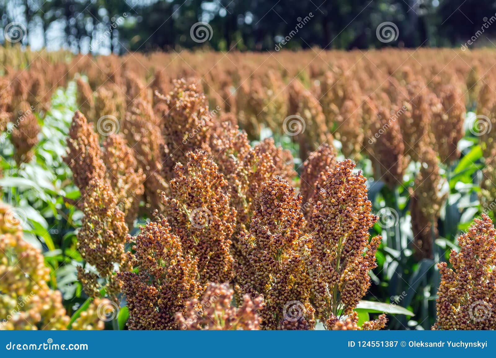 Grain Sorghum on Plants in a Field Against a Background of Trees and ...