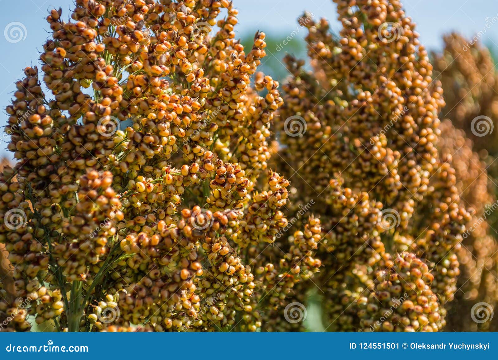 Grain Sorghum on Plants in a Field Against a Background of Trees and ...