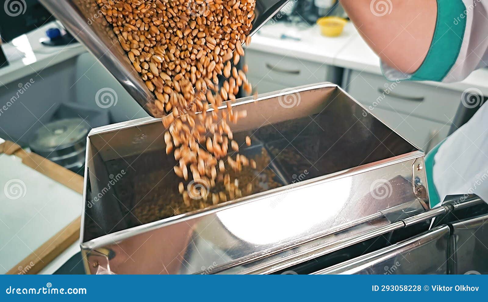 Grain Sorting by Fractions. Work in an Agricultural Laboratory. Stock ...