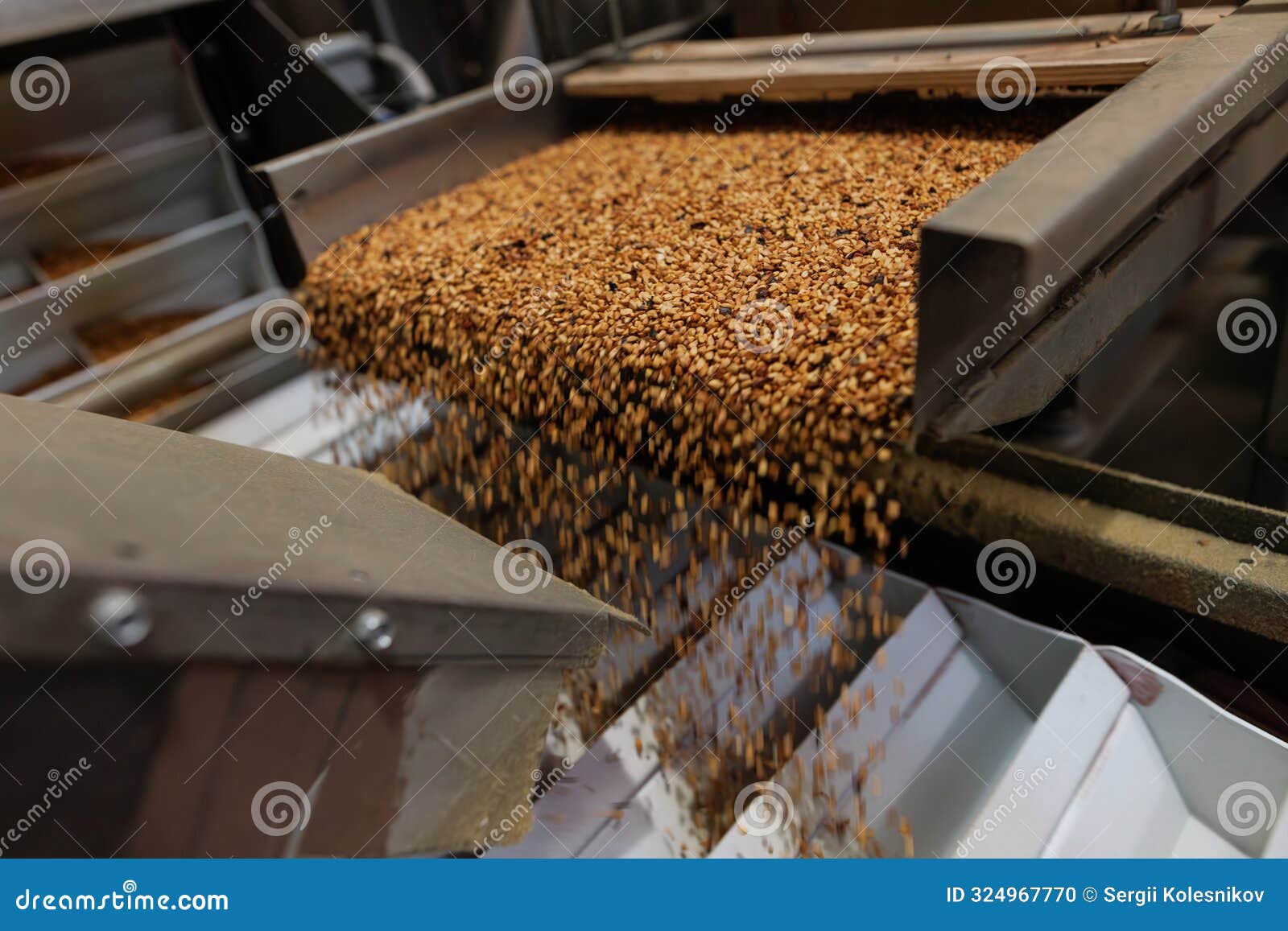 Grain Sorting Machine, Paddy Machine Sorts Grains of One Crop ...