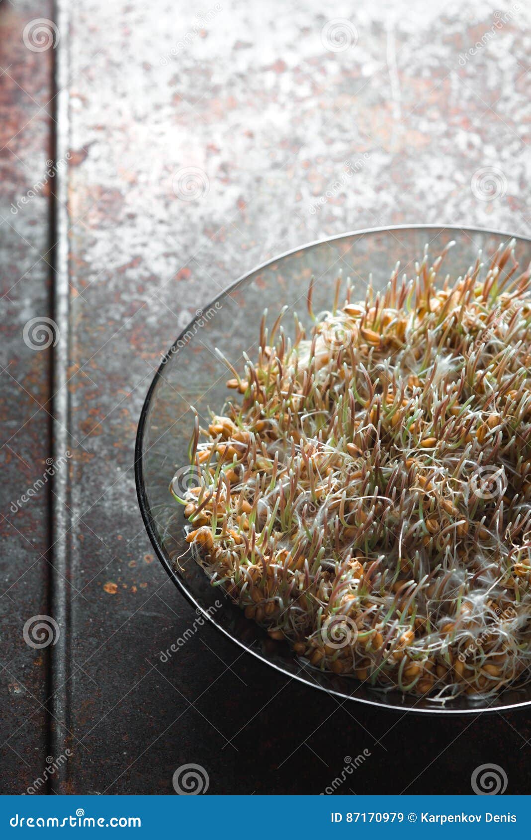 Grain Sprouted Wheat Top View, Healthy Food Stock Image - Image of ...