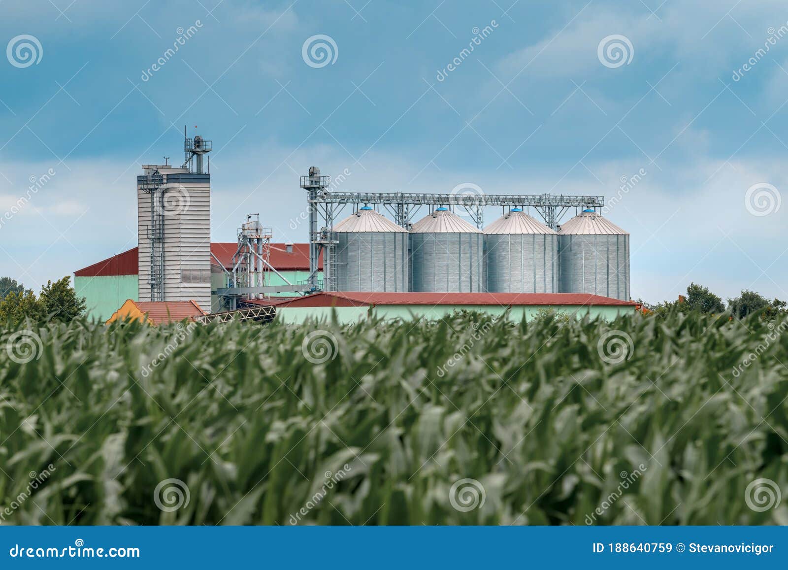 Grain Storage Silos in Cultivated Corn Maize Field Stock Image - Image ...