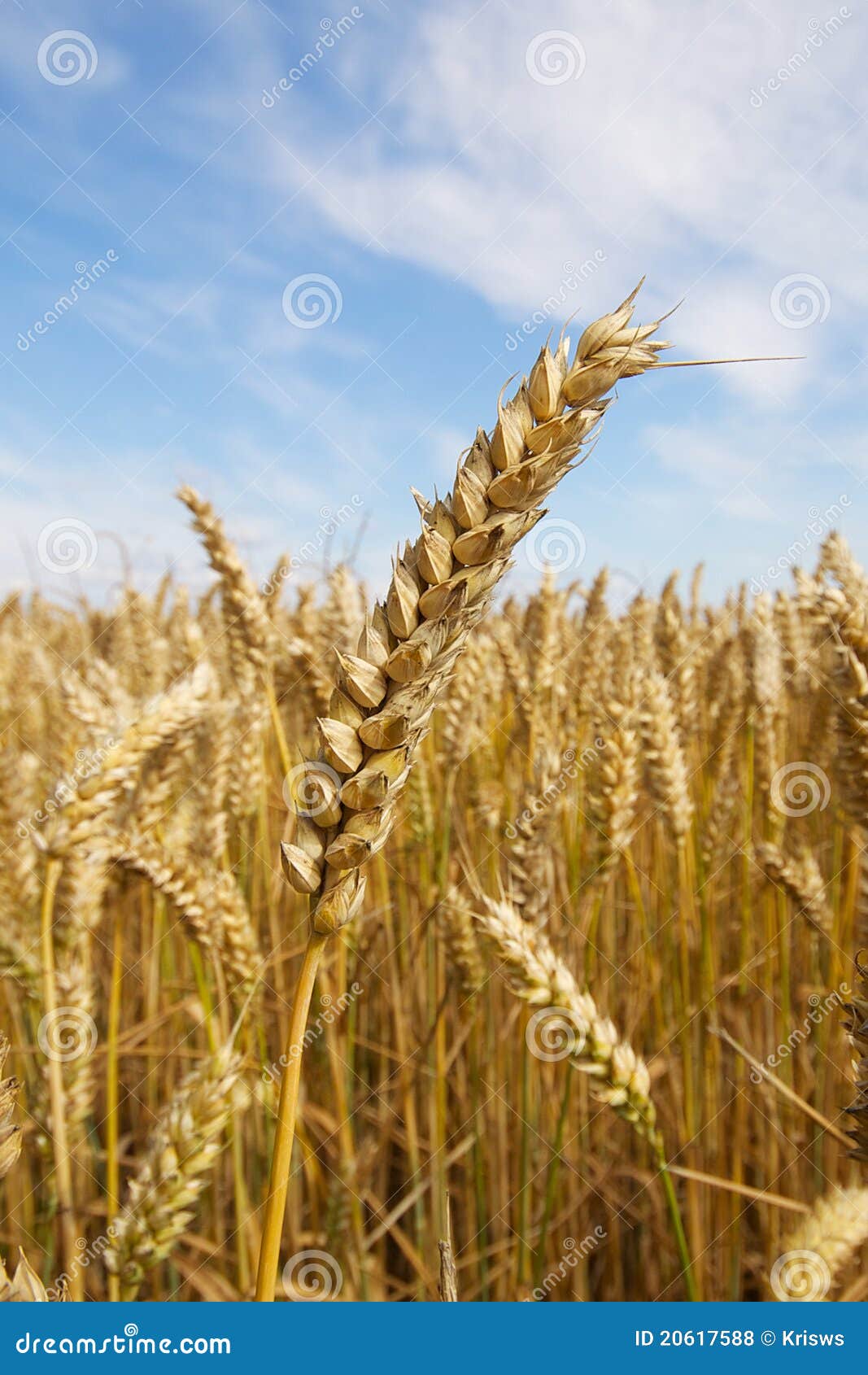 Grain Straw stock photo. Image of blue, field, farming - 20617588