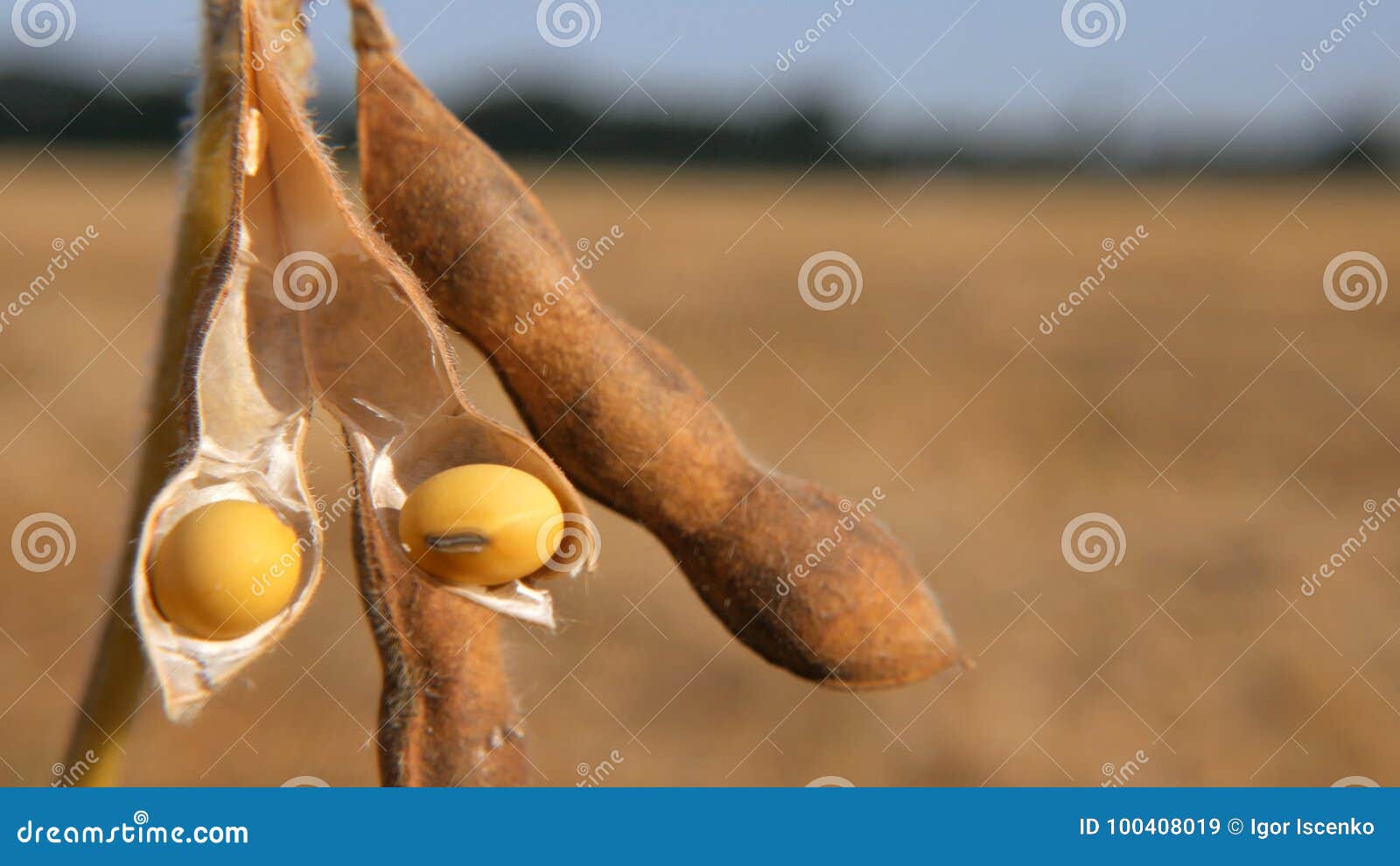 Grain in a String Bean on the Field Close Up. Stock Video - Video of ...