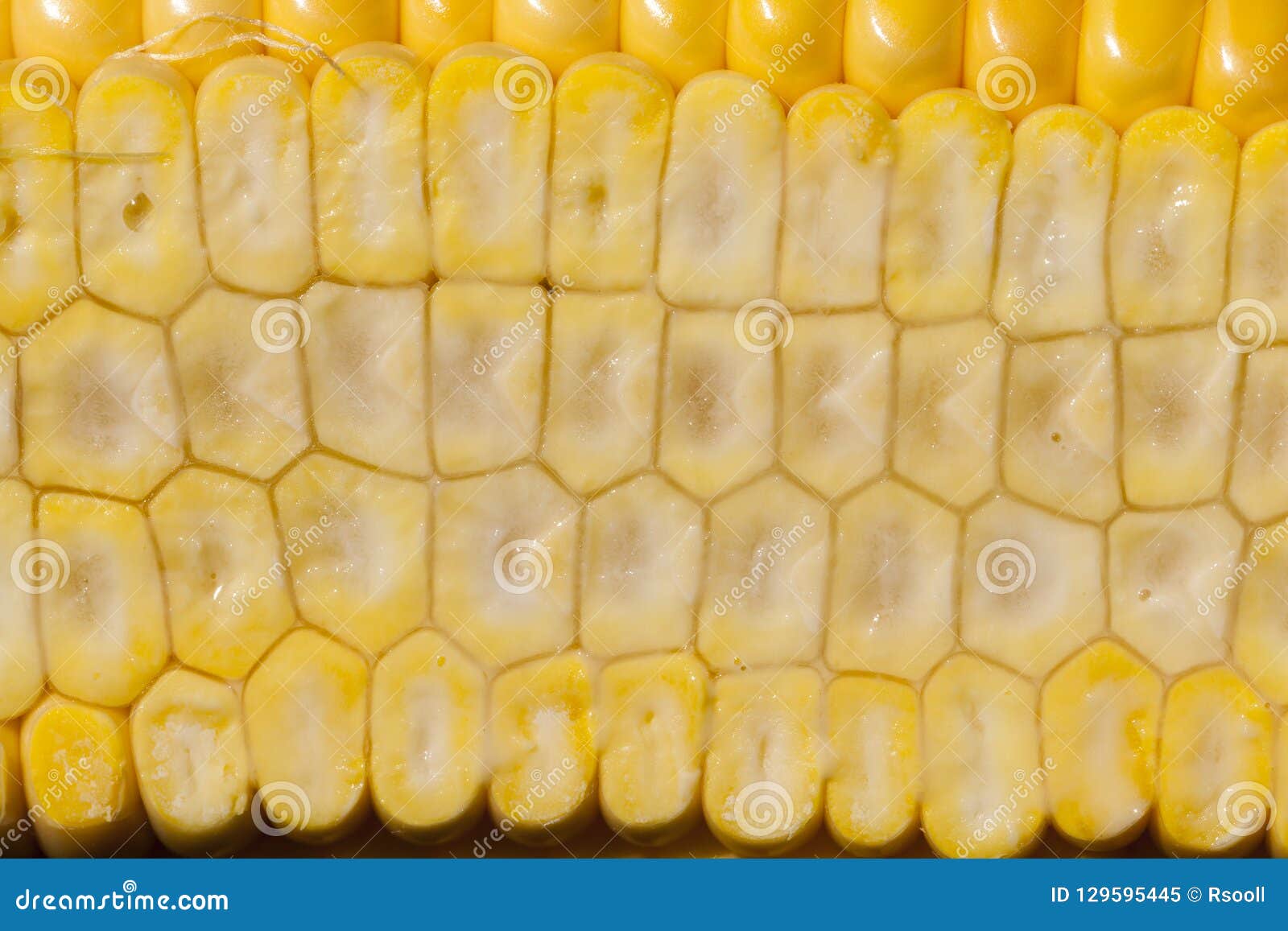 Grain structure corncob stock image. Image of agribusiness - 129595445