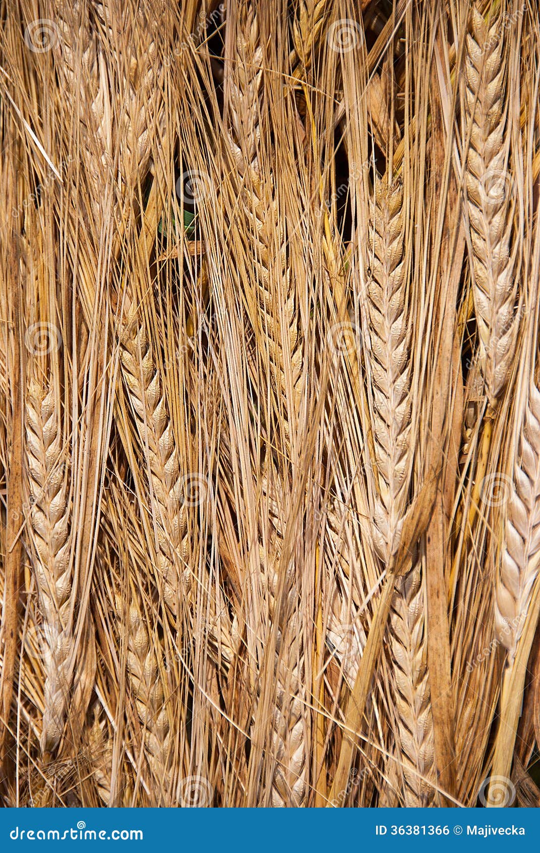 The grain stock photo. Image of background, farm, cereal - 36381366