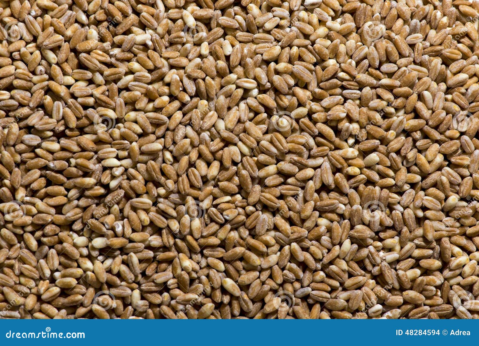 Grain Texture after Harvesting the Grain Stock Photo - Image of pure ...