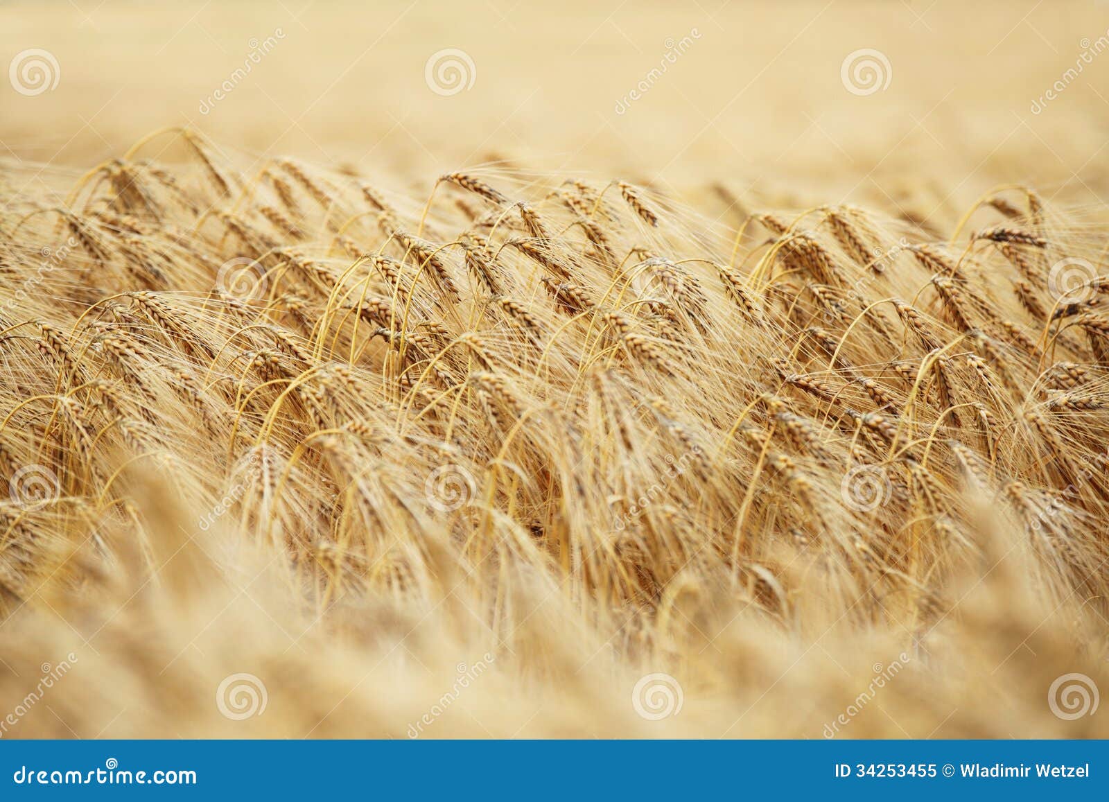 Grain tips stock image. Image of malt, grains, ripe, fields - 34253455