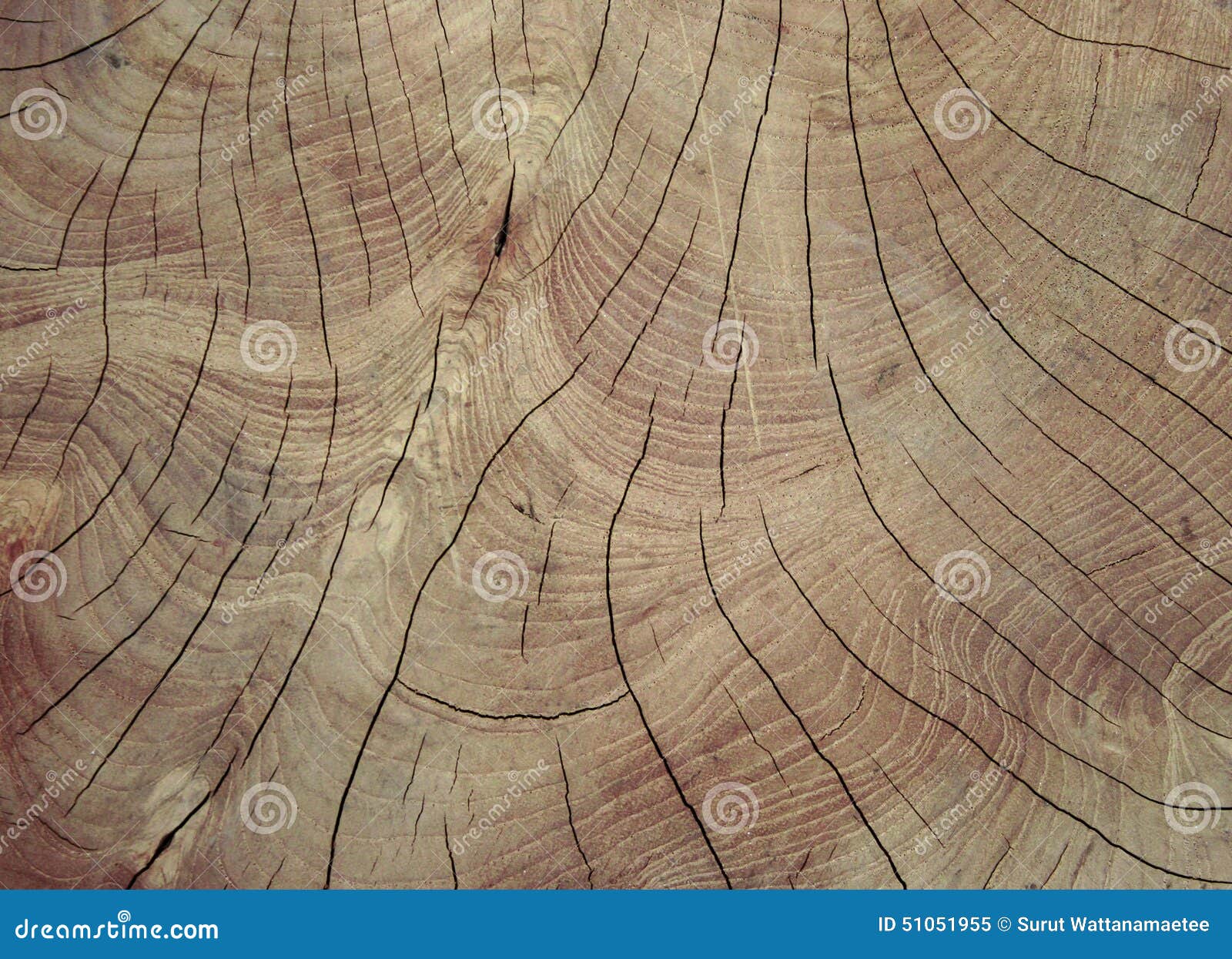Grain tree stock image. Image of radial, fissure, pine - 51051955