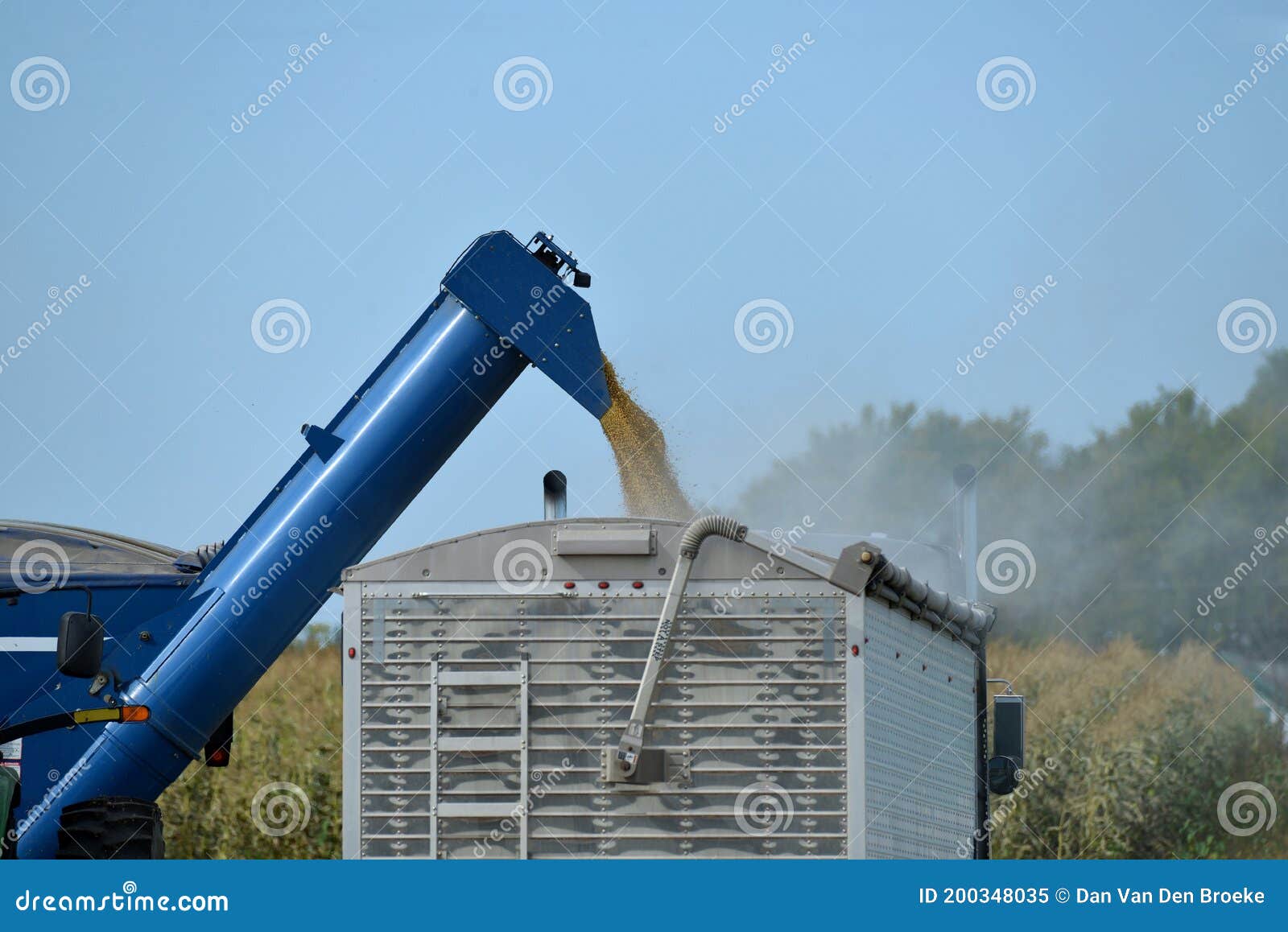 Unloading Corn Grain From The Tractor Scoop Loader Bucket. Stock Photo ...