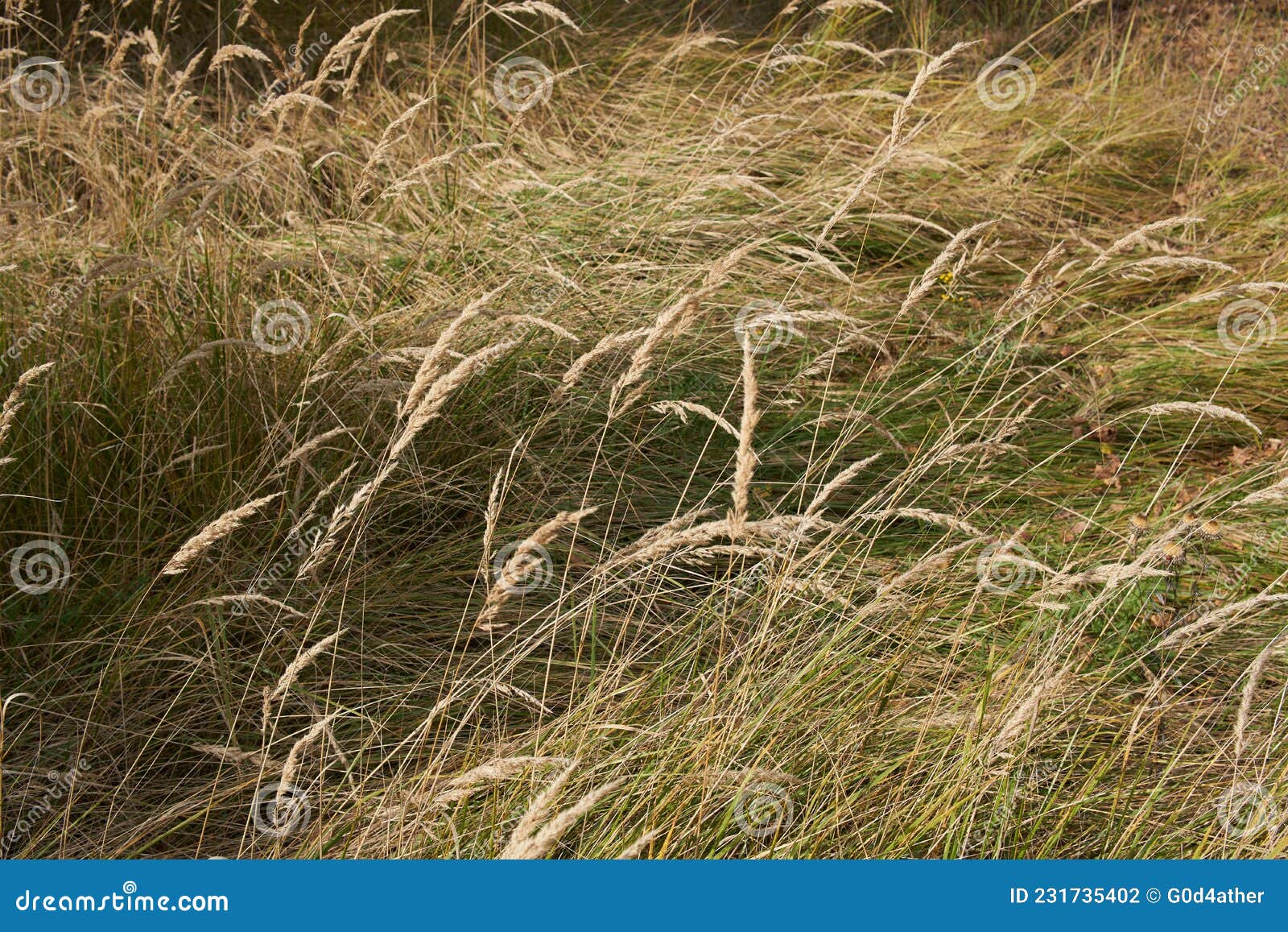 Grain weeds stock photo. Image of weeds, forest, meadow - 231735402