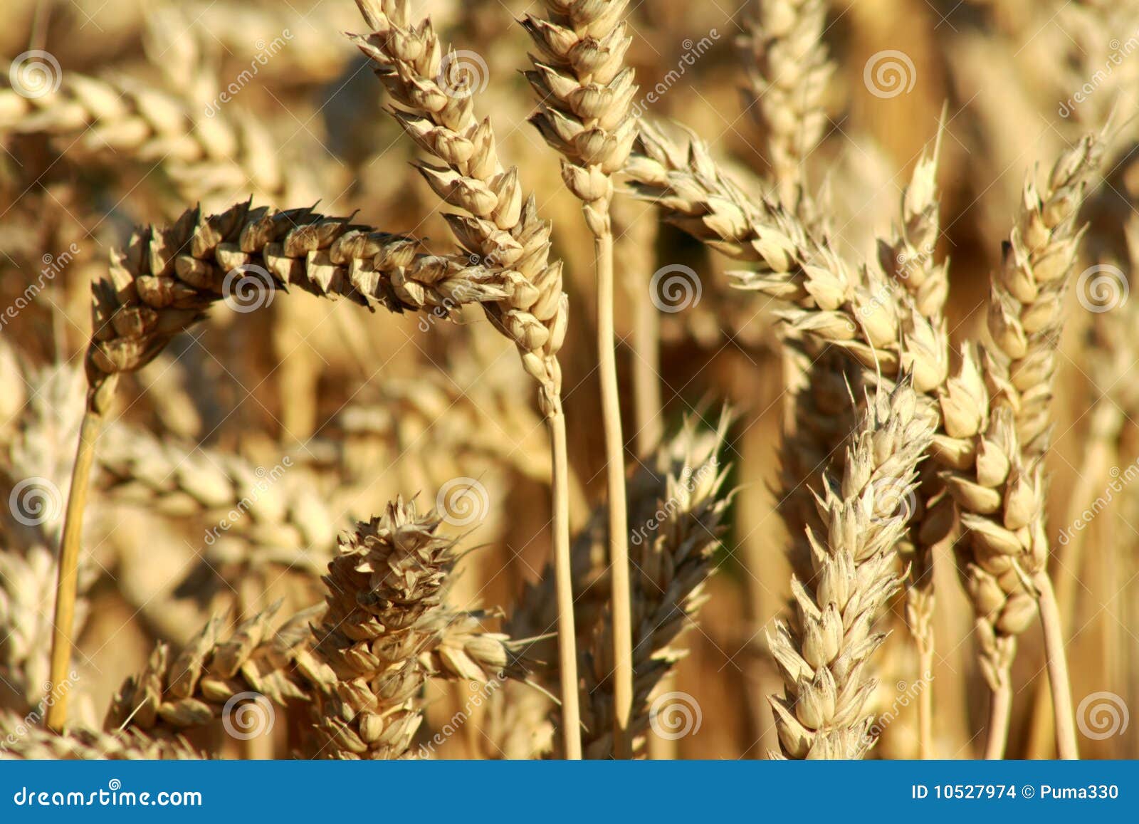 Grain wheat crop details stock photo. Image of bread - 10527974