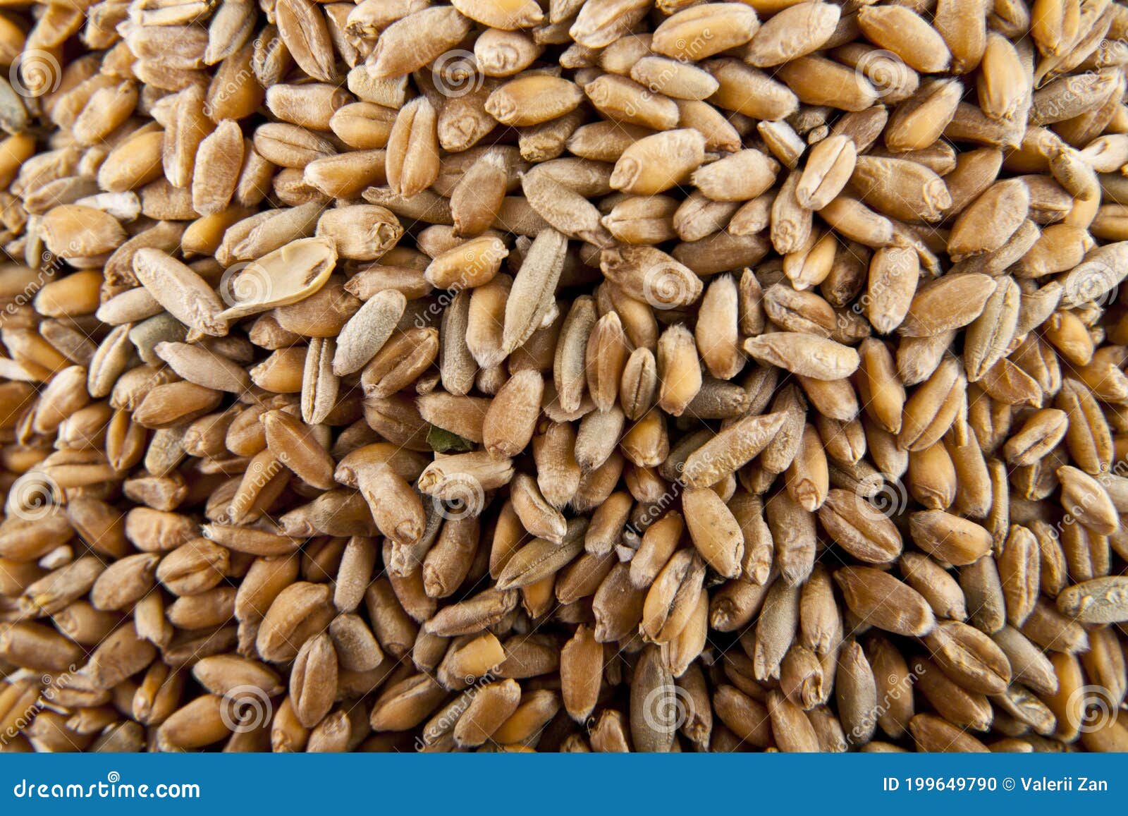 Grain of wheat stock photo. Image of harvesting, organic - 199649790