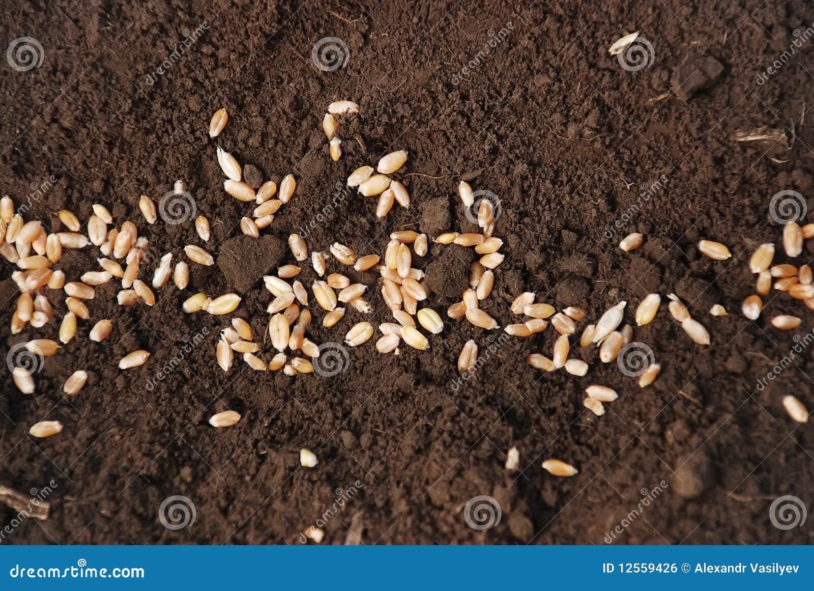 Grain of the Wheat on the Ground Stock Photo - Image of growth, land ...