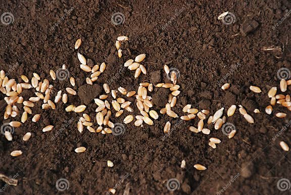 Grain of the Wheat on the Ground Stock Photo - Image of growth, land ...