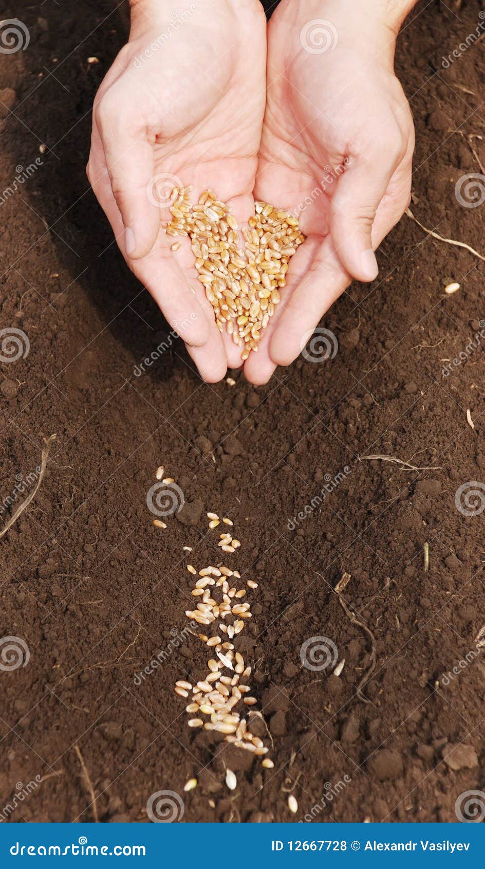 Grain of the Wheat on the Ground Stock Photo - Image of dirt, fertility ...