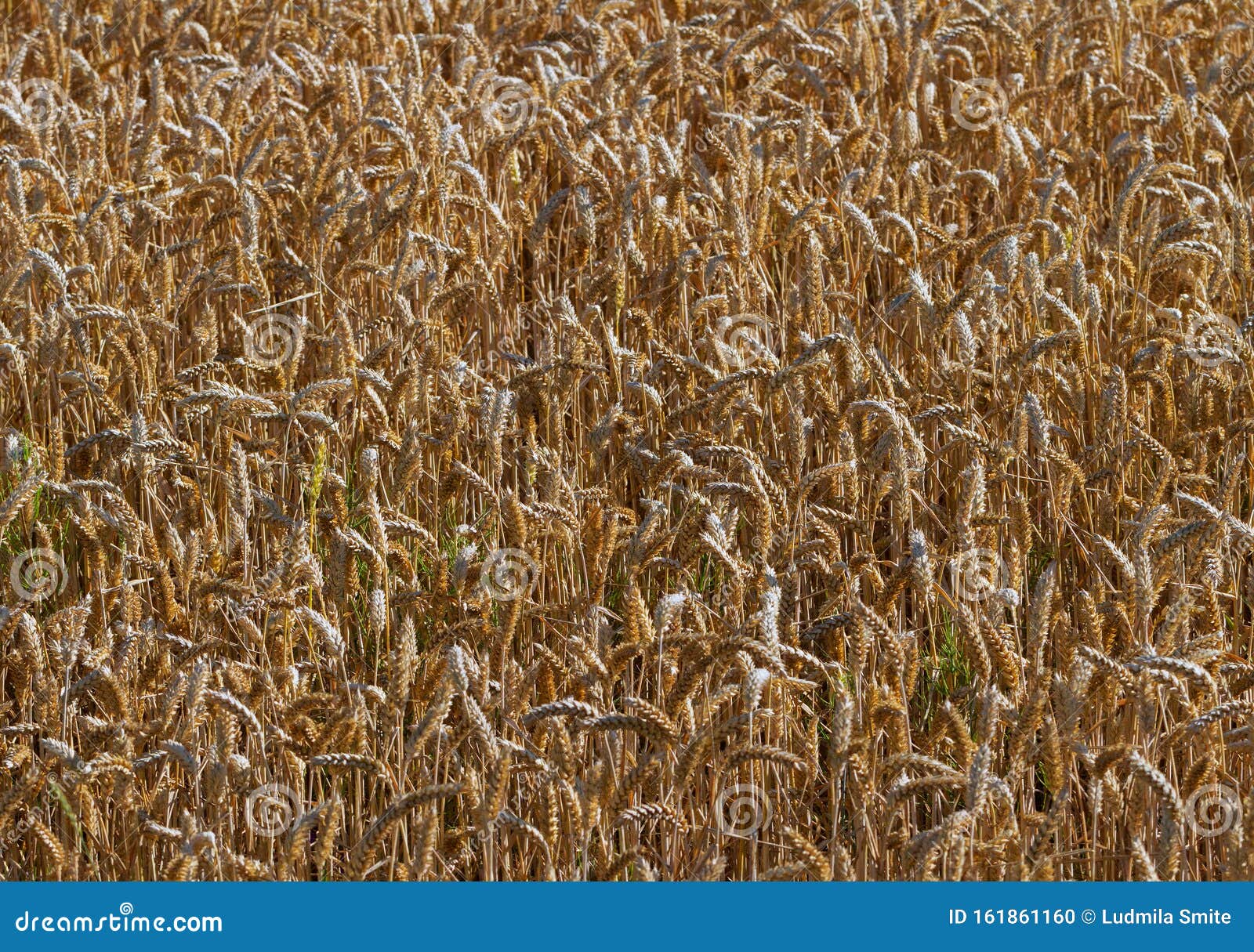Grain wheat growing stock photo. Image of plant, growing - 161861160